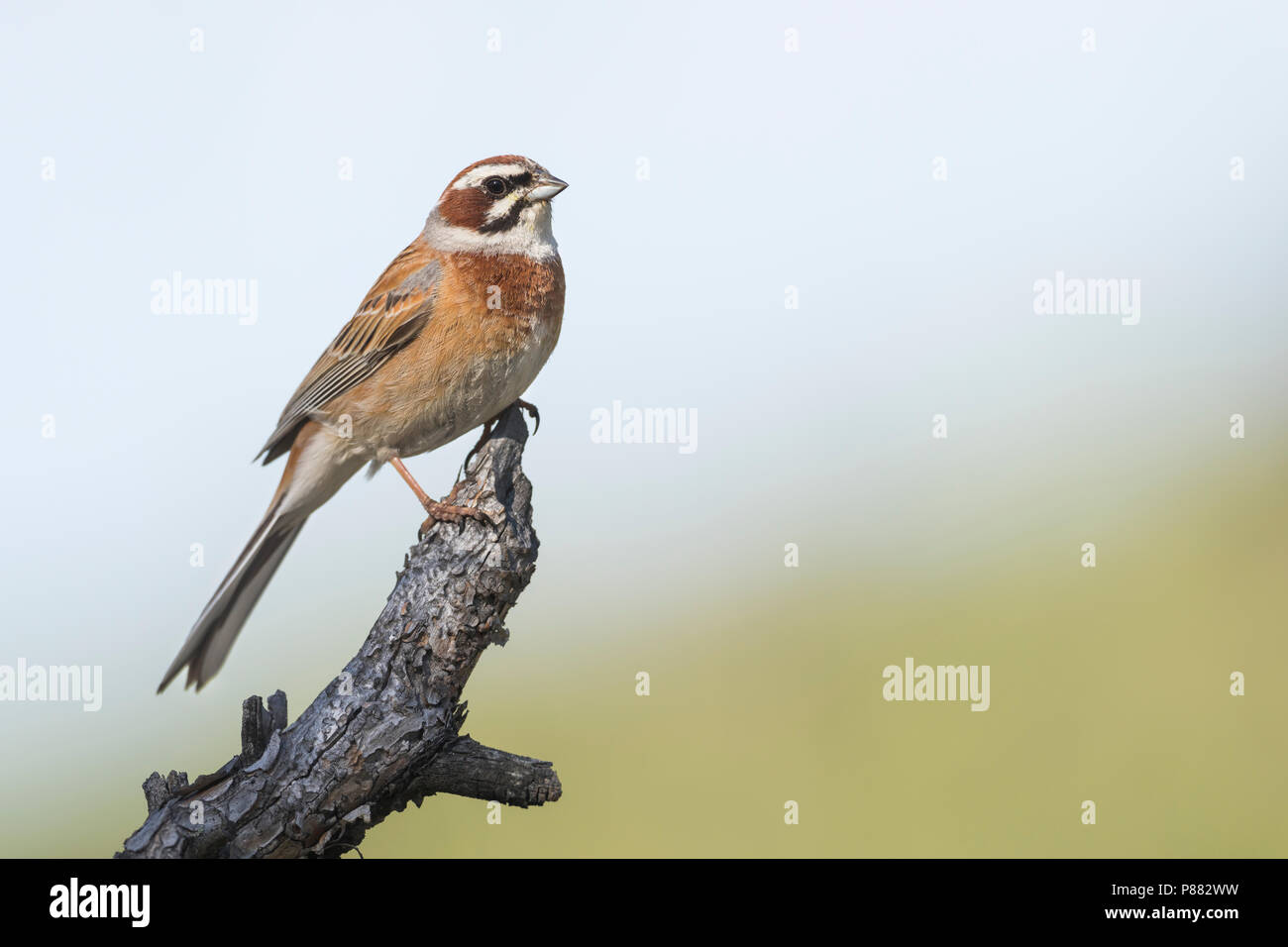 Meadow Bunting - Wiesenammer - Emberiza cioides ssp. cioides, Russia ...