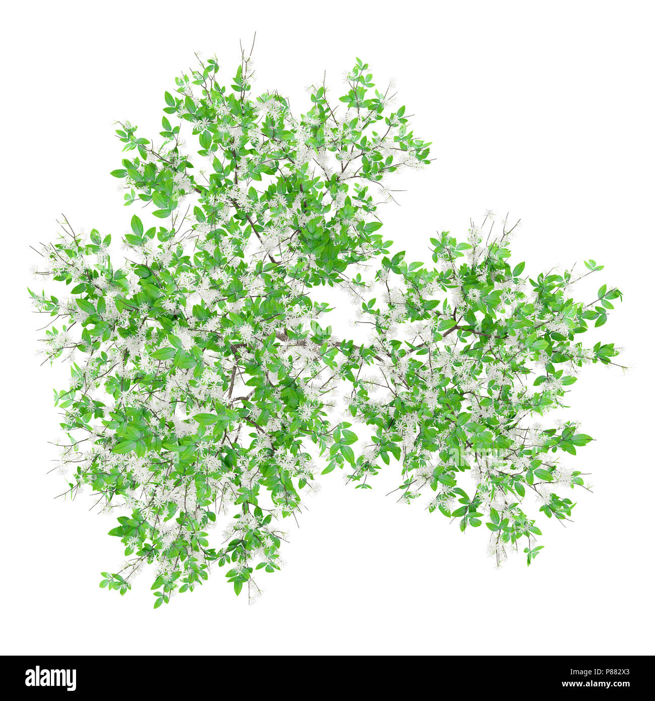 top view of flowering orange tree isolated on white background. 3d ...