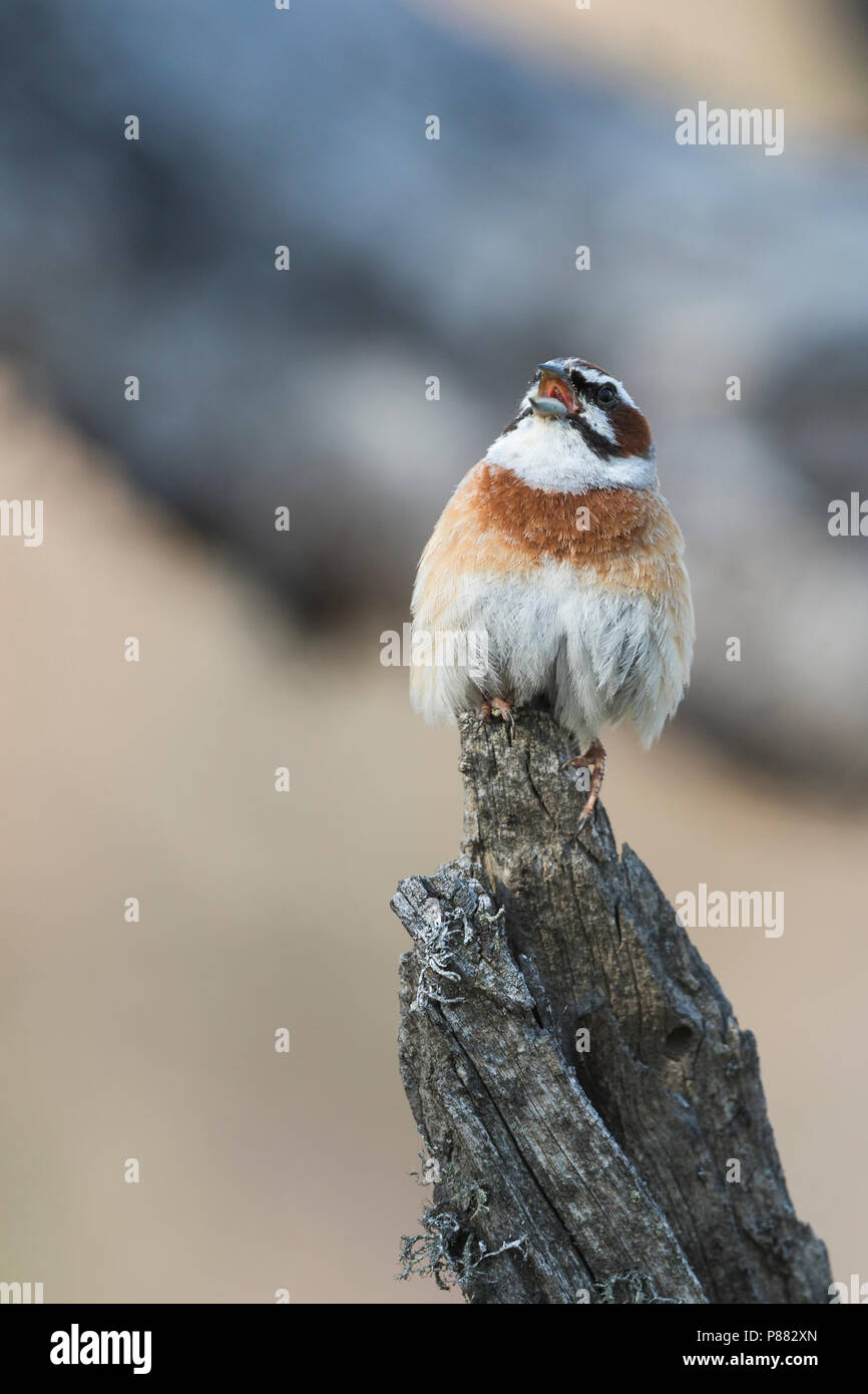 Meadow Bunting - Wiesenammer - Emberiza cioides ssp. cioides, Russia ...