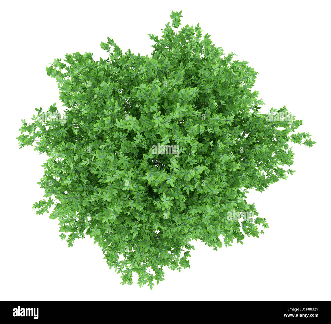 orange tree isolated on white background. top view. 3d illustration ...