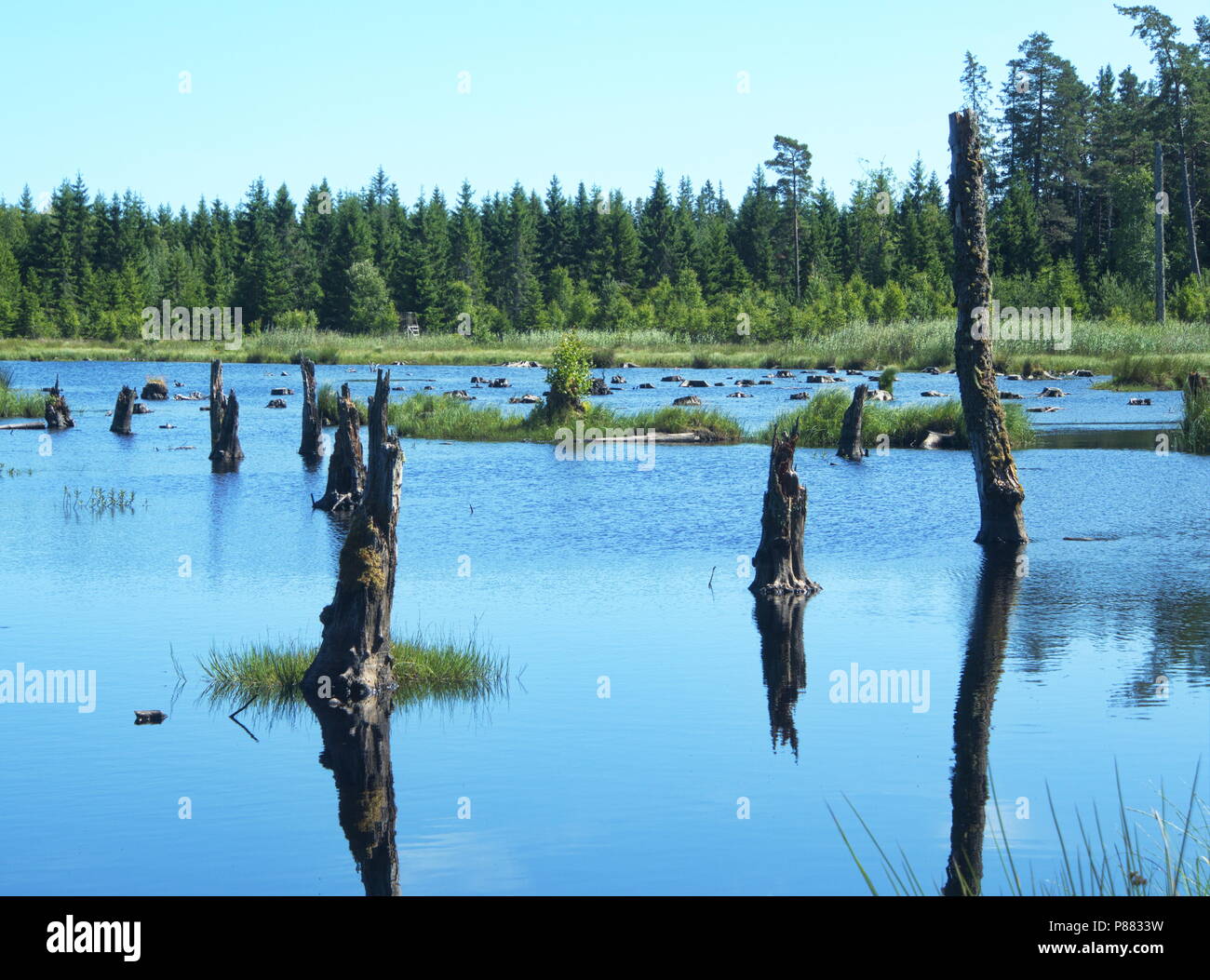 Dead tree in reservoir hi-res stock photography and images - Alamy