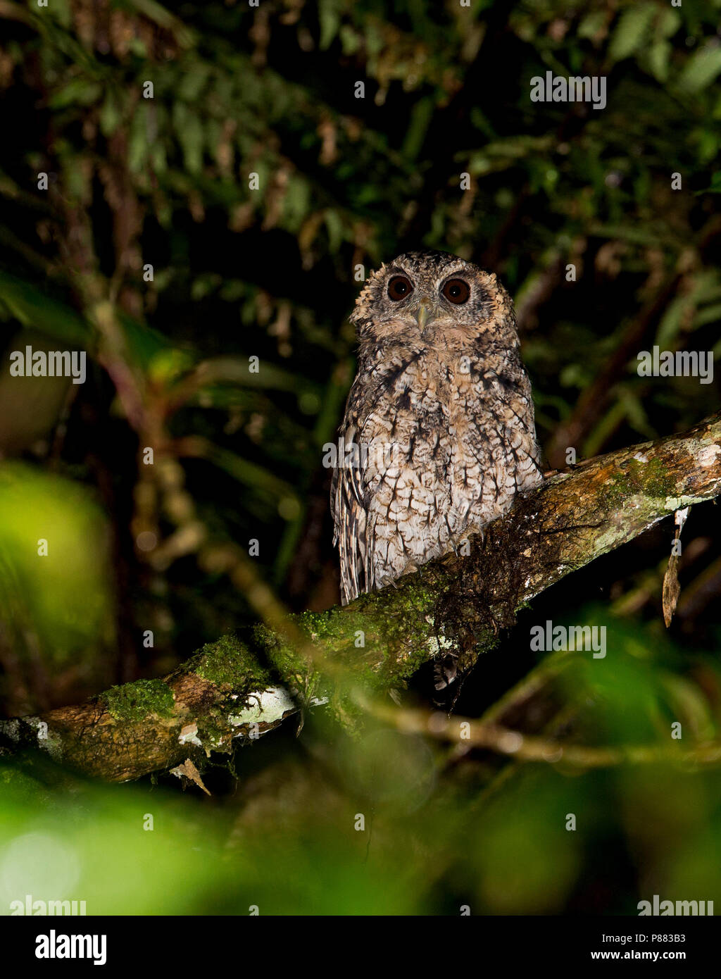Long tufted owl hi-res stock photography and images - Alamy
