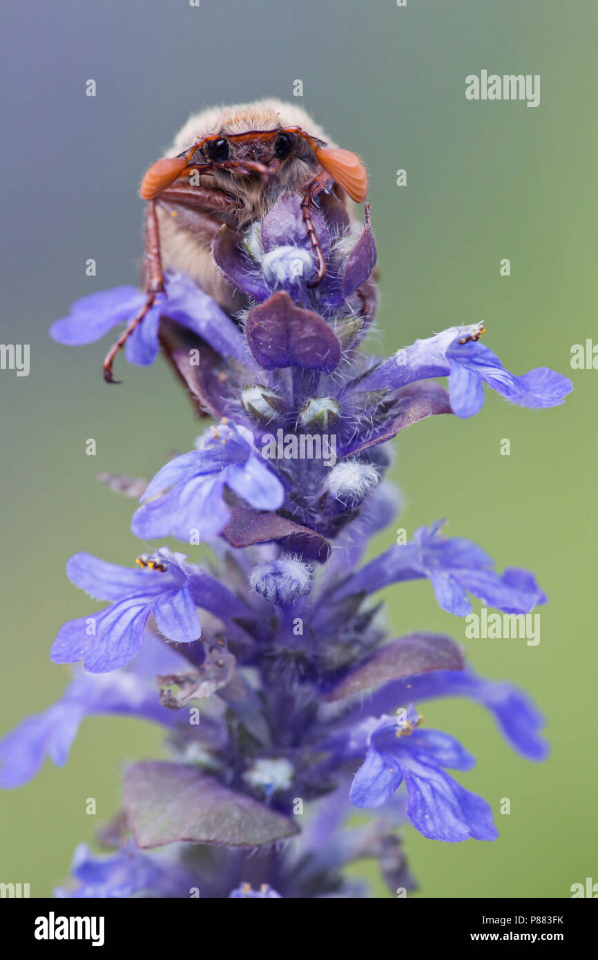 Meikever, Cockchafer, Melolontha melolontha Stock Photo - Alamy