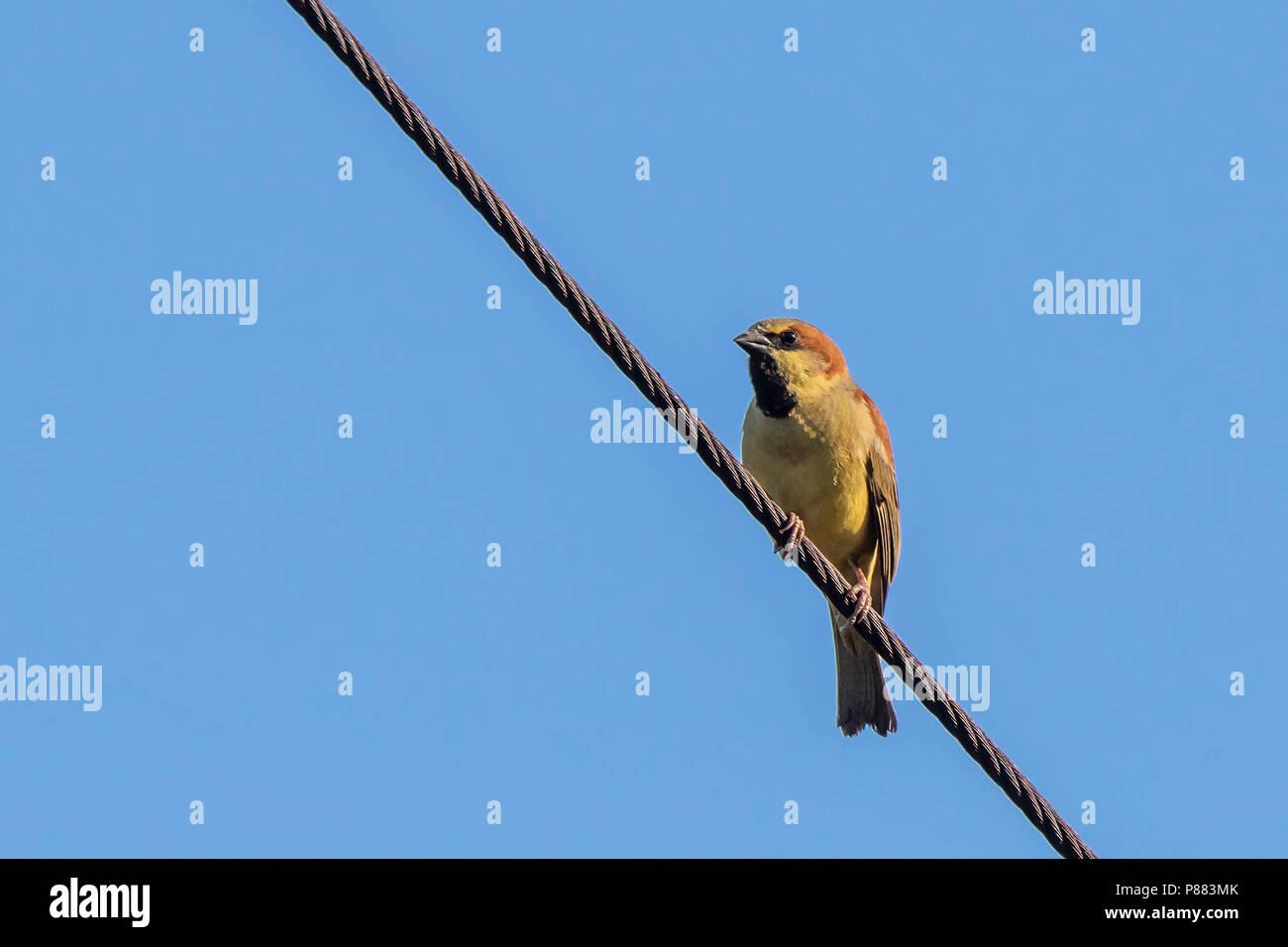 Plain backed sparrow hi-res stock photography and images - Alamy