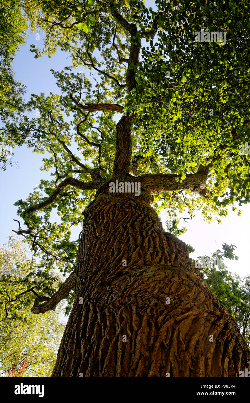 Tree of god hi-res stock photography and images - Alamy