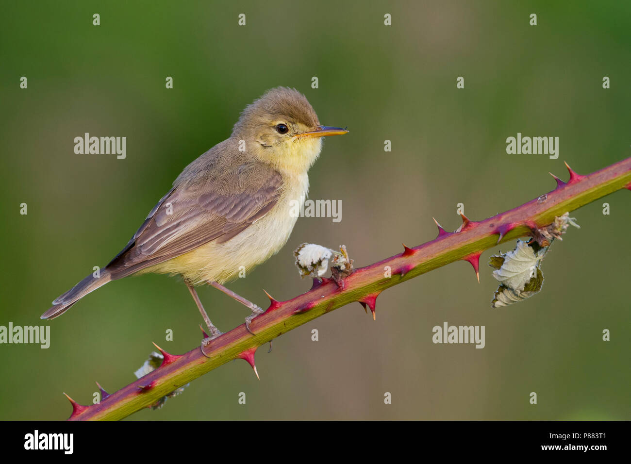 Orpheusspotvogel, Melodious Warbler Stock Photo - Alamy
