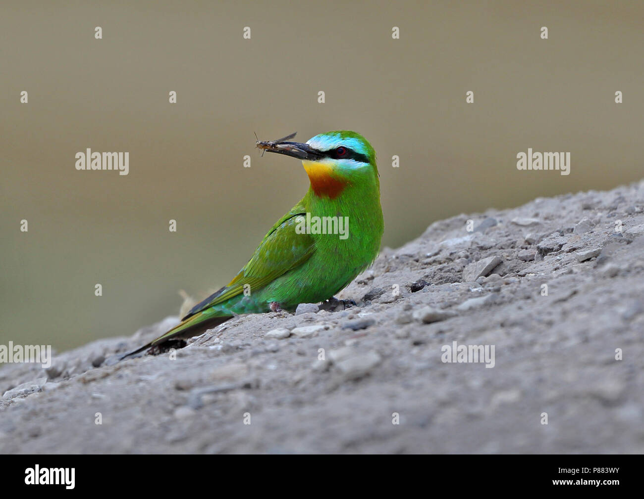 Blue-cheeked Bee-eater (Merops persicus persicus) perched with an ...