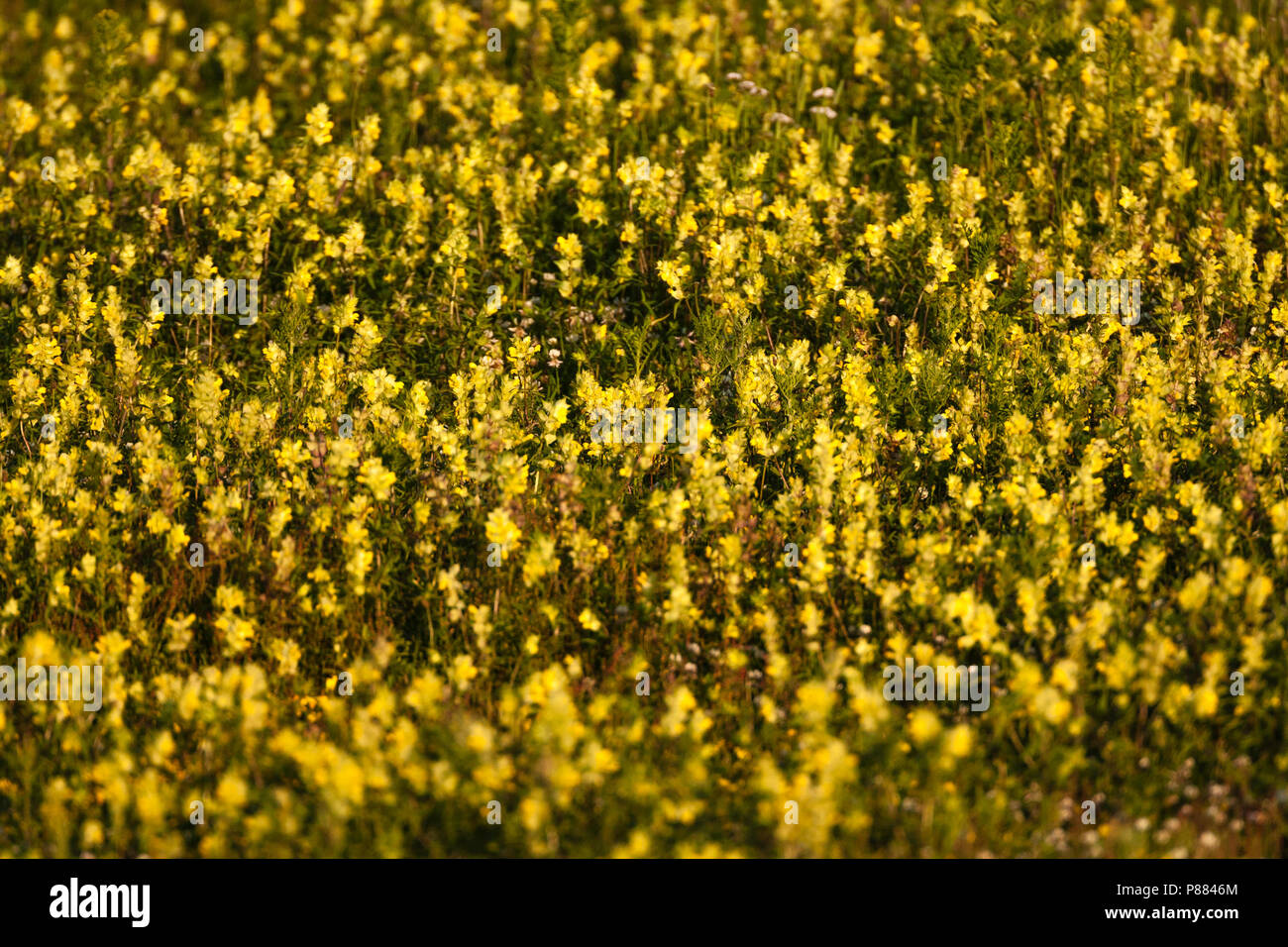 Field of flowering Yellow Rattle (Rhinanthus Stock Photo - Alamy
