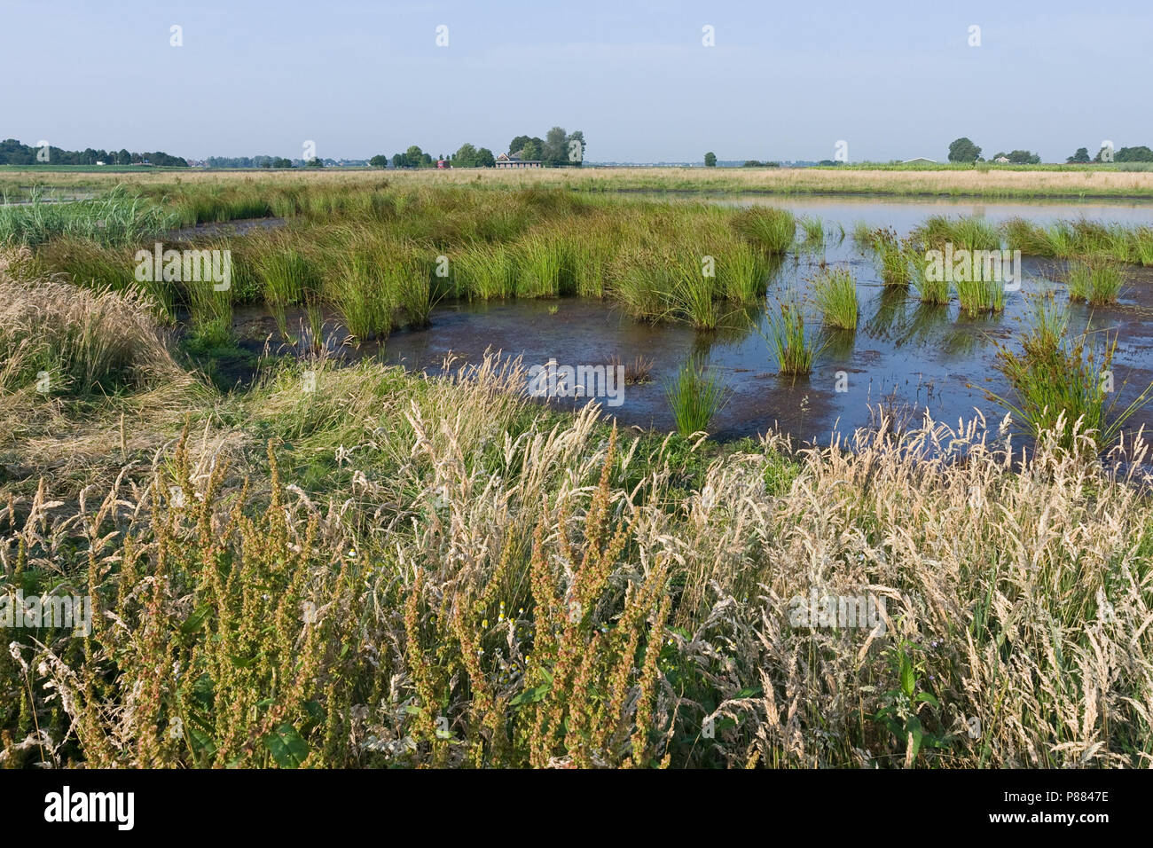 Landscape at Groene Jonker in summer Stock Photo - Alamy