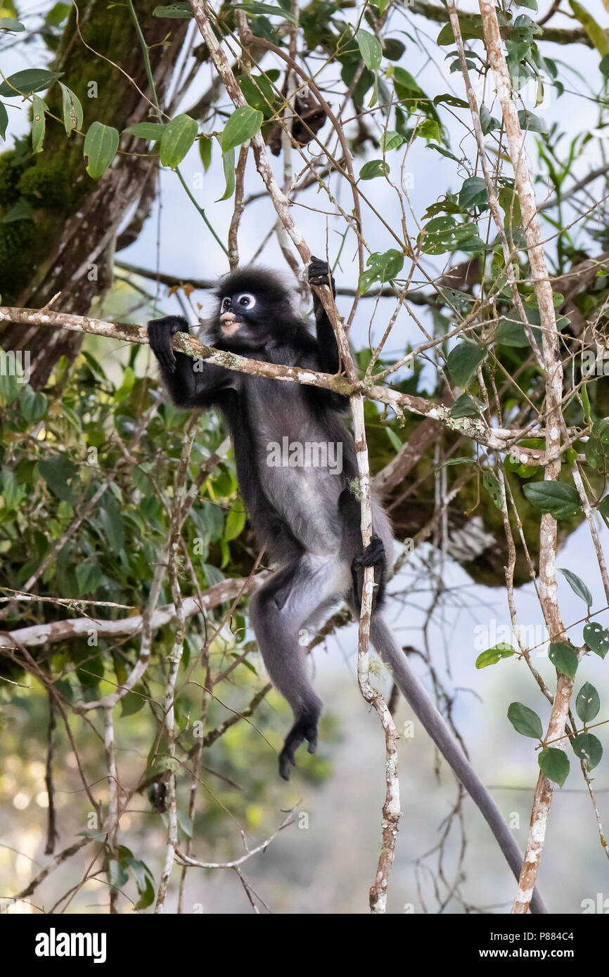Spectacled Langur (Trachypithecus obscurus Stock Photo - Alamy