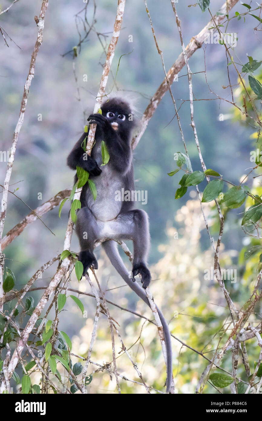Spectacled Langur (Trachypithecus obscurus Stock Photo - Alamy