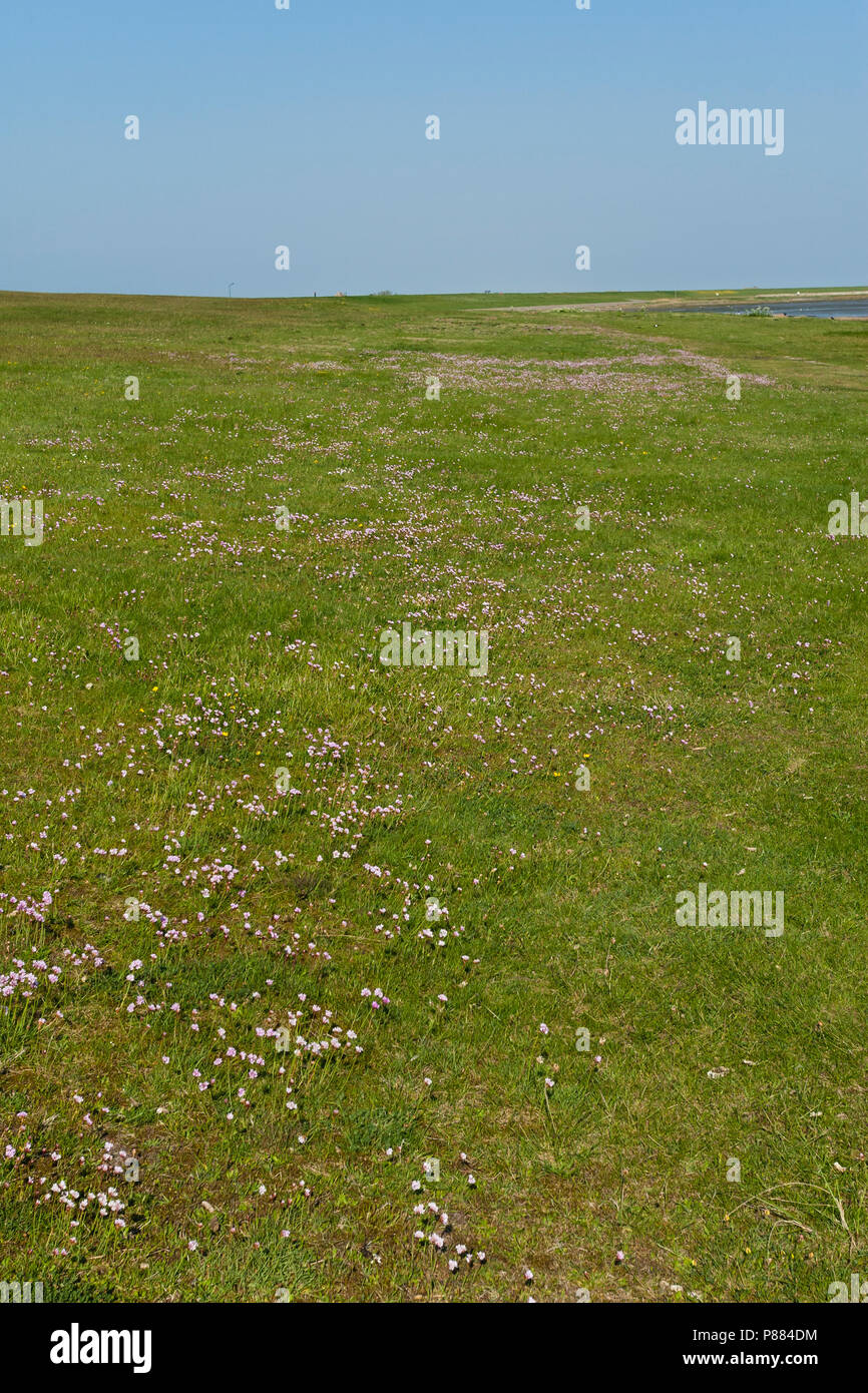 Engels Gras High Resolution Stock Photography and Images - Alamy