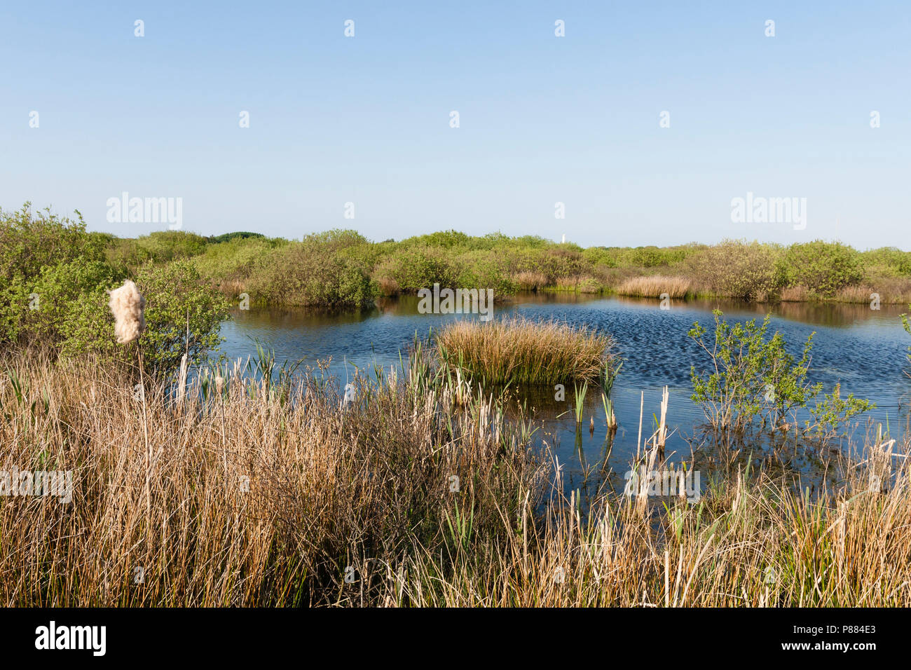 Waterplas op Schiermonnikoog; Lake at Schiermonnikoog Stock Photo - Alamy