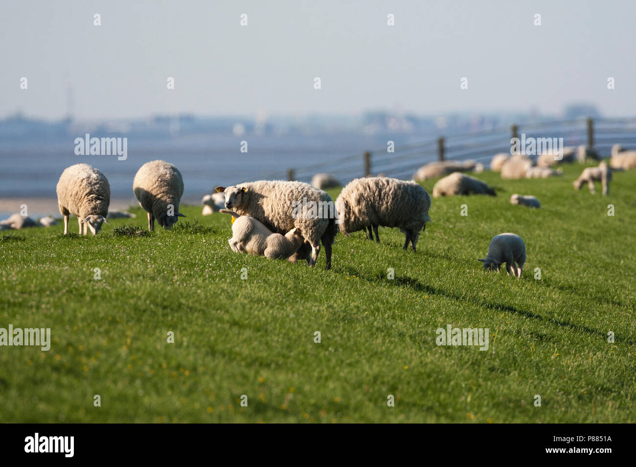 Schaap met drinkend lammetje; Sheep with suckling lamb Stock Photo - Alamy