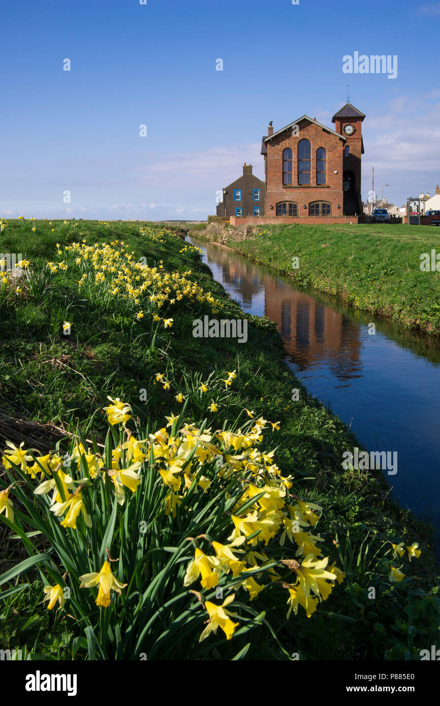 A drainage channel, historic building and springtime daffodils in the ...