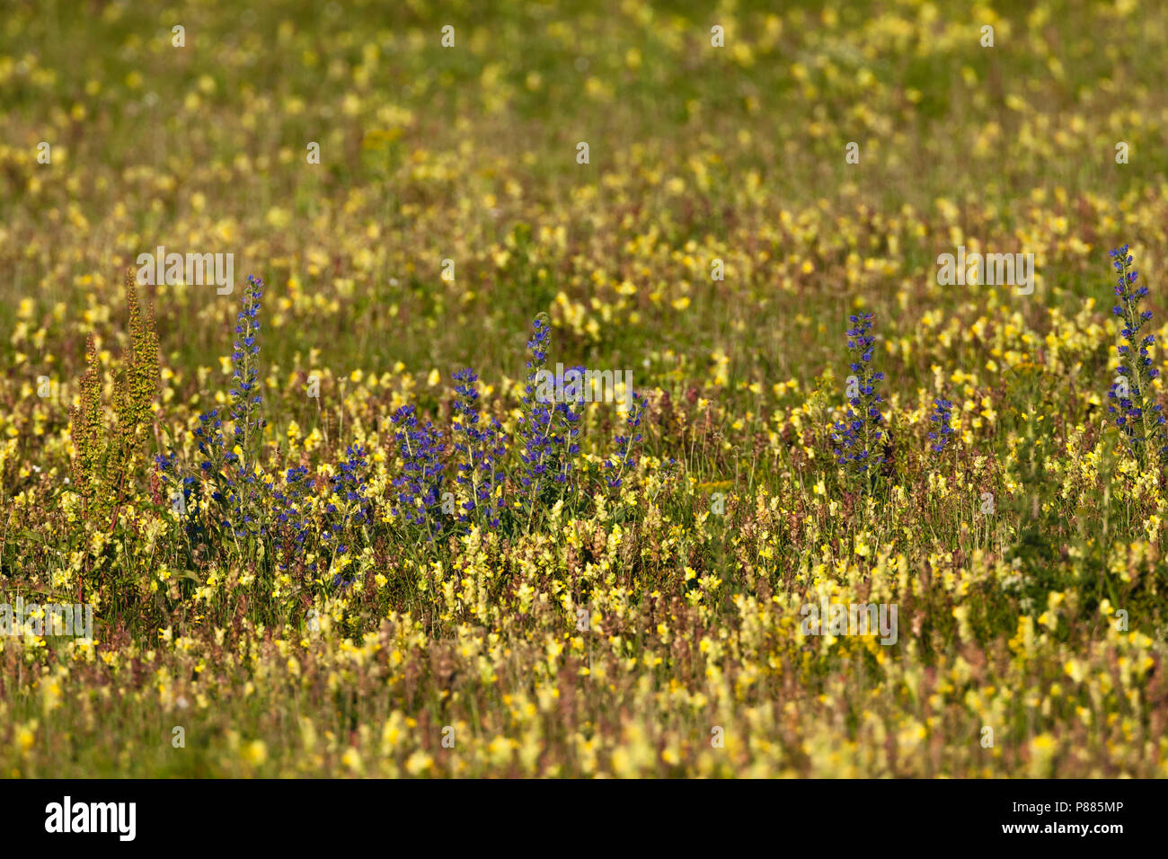 Field of Greater Yellow Rattle (Rhinanthus angustifolius) at ...
