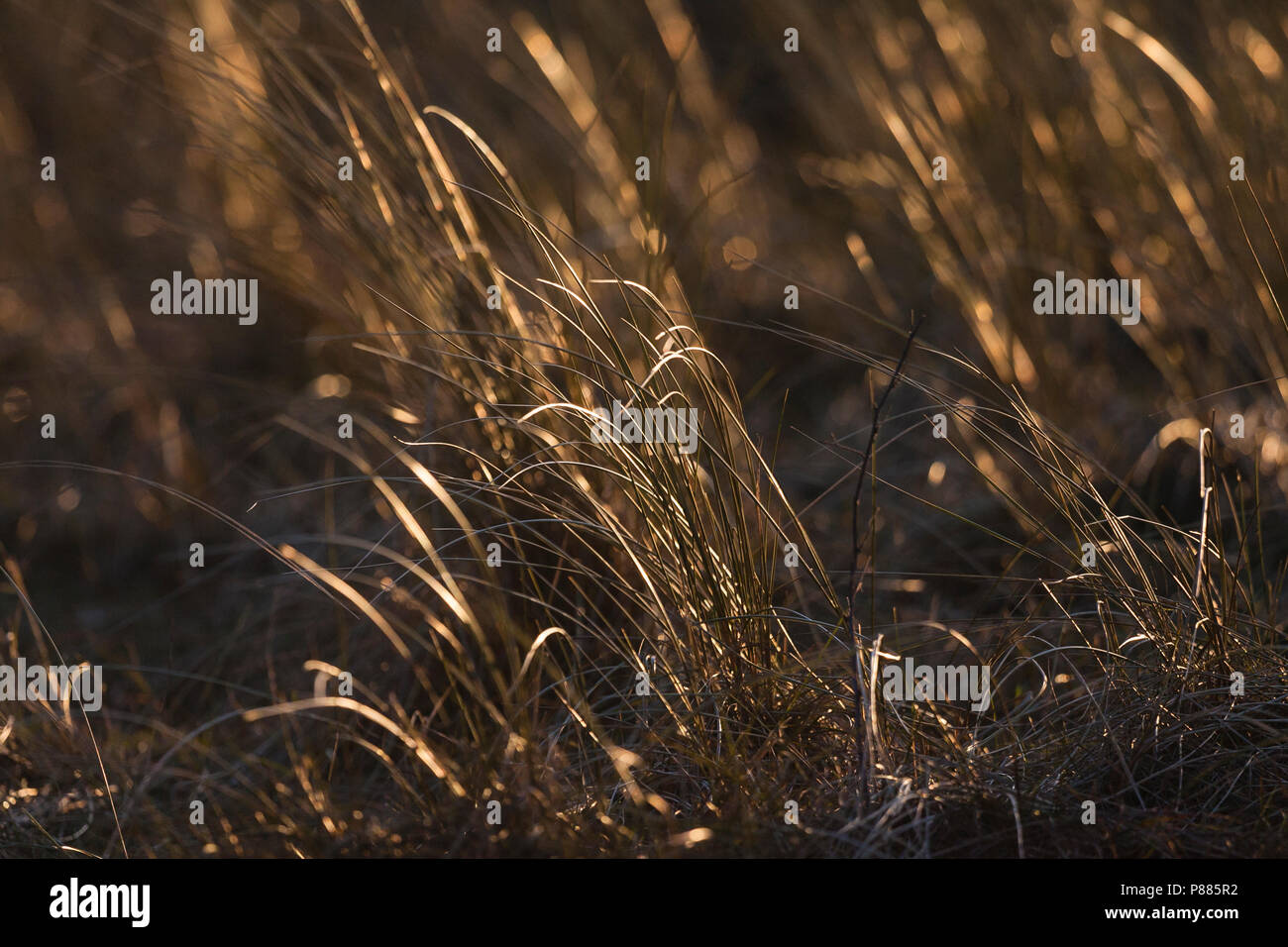 Marram grass hi-res stock photography and images - Alamy