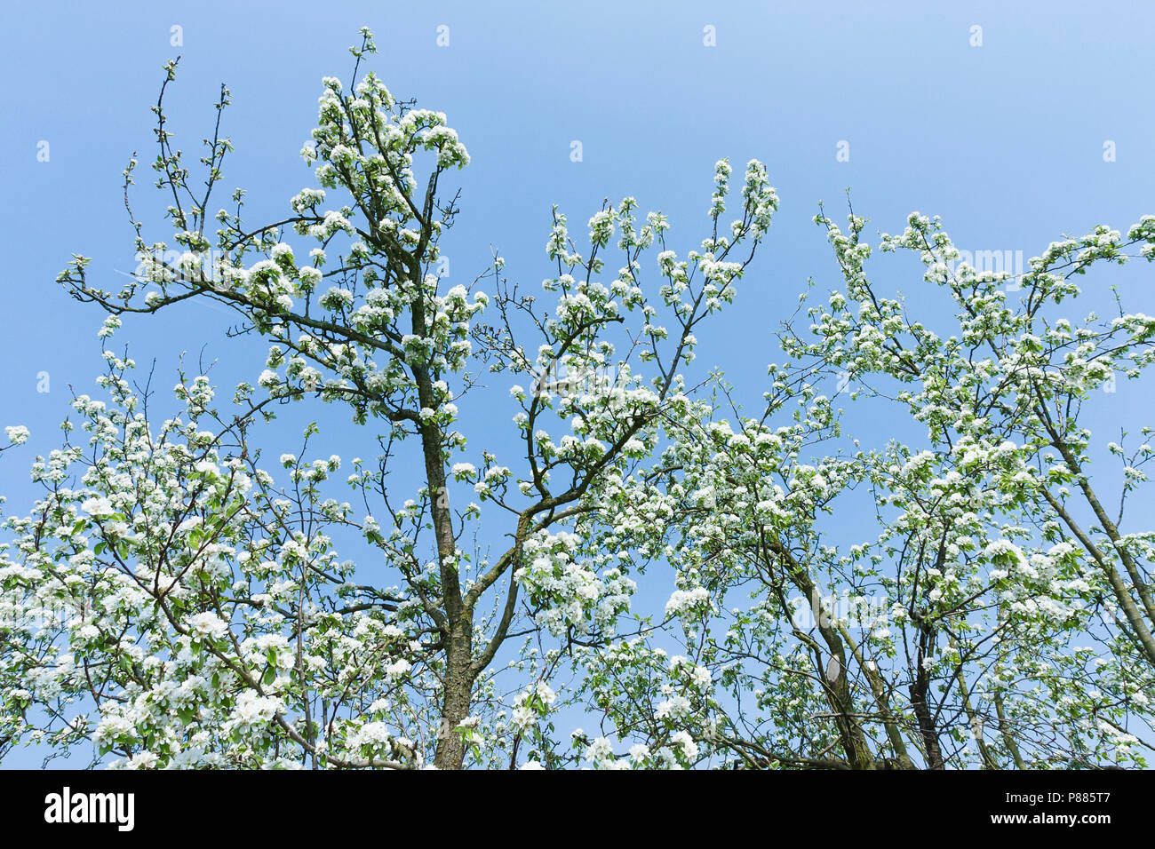 Blossom tree in bloom at the Betuwe in spring Stock Photo - Alamy