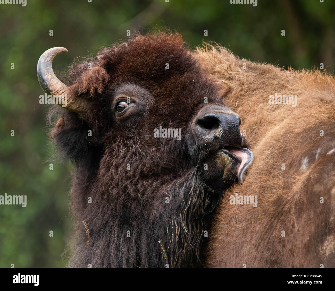 An American bison grooming Stock Photo - Alamy