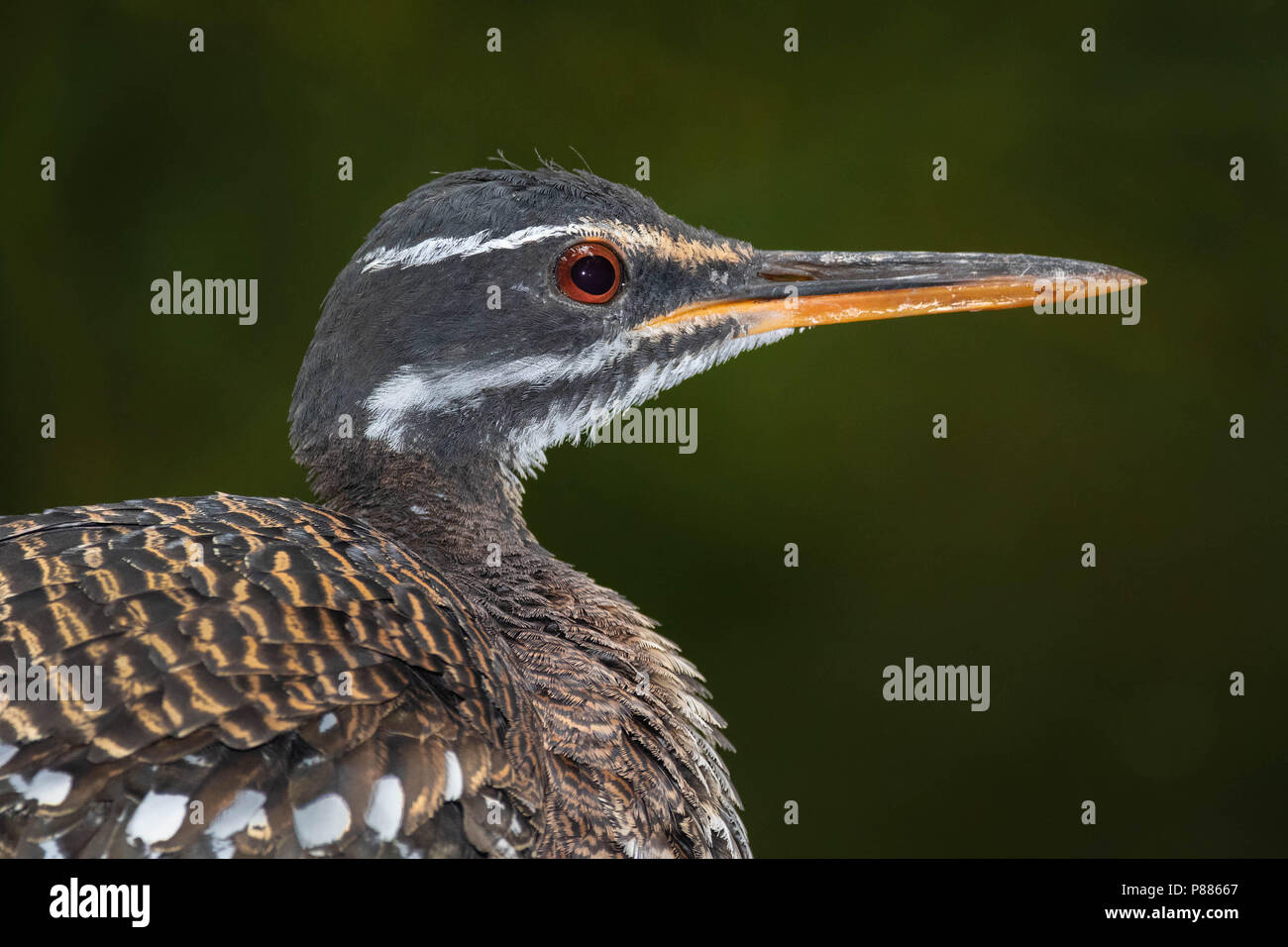 A portrait of a sunbittern Stock Photo - Alamy