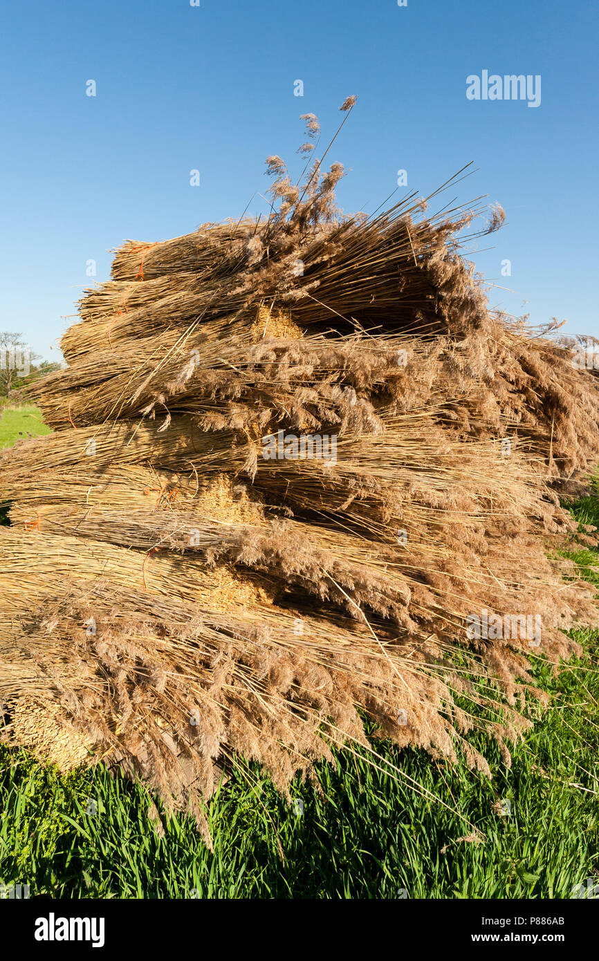 Balen hi-res stock photography and images - Alamy