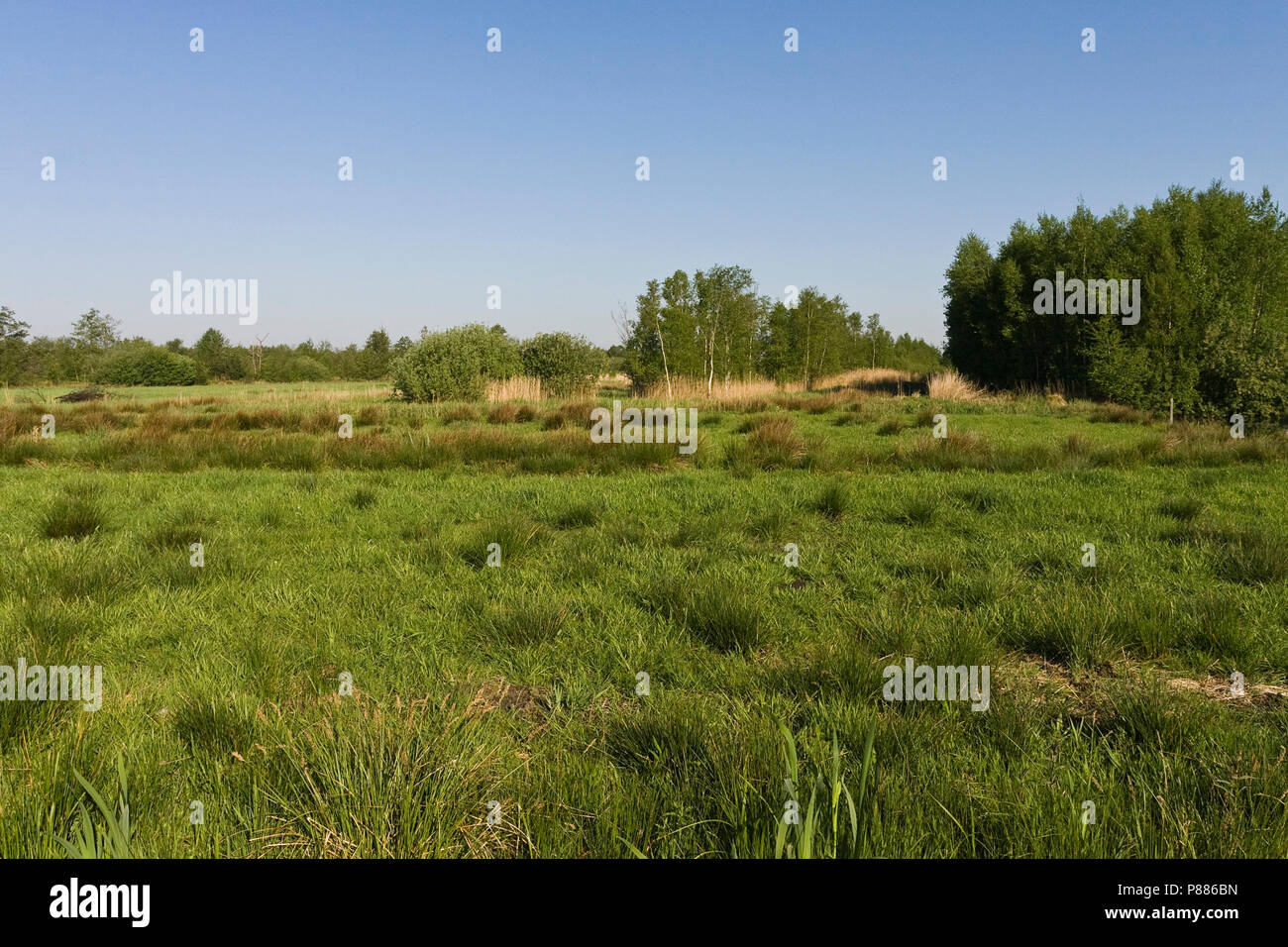 Peat birch hi-res stock photography and images - Alamy