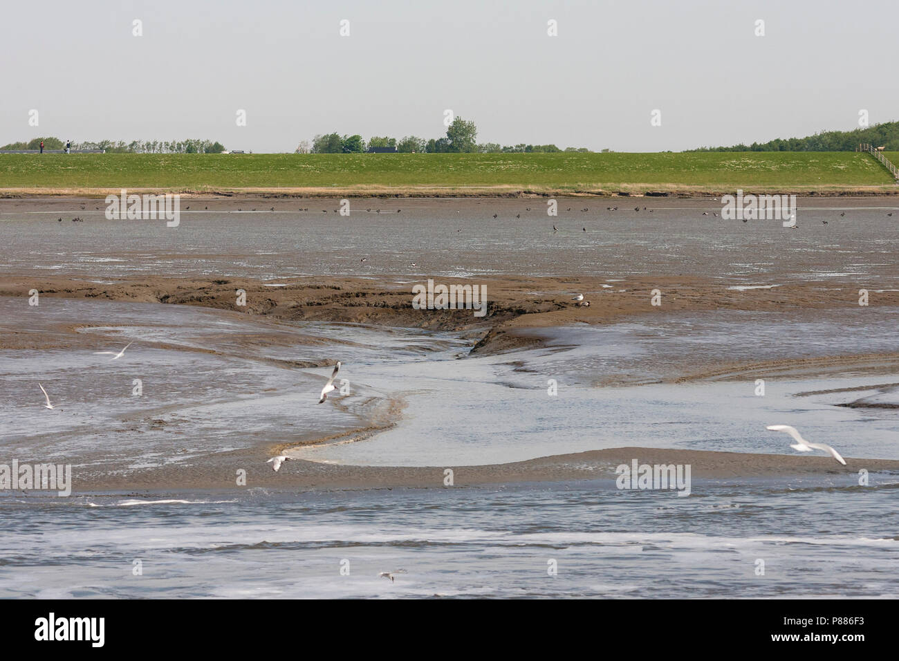 Wadden island schiermonnikoog friesland hi-res stock photography and ...