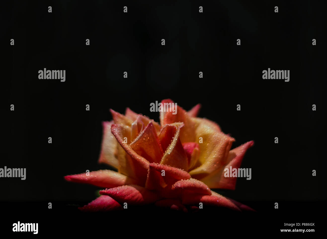 Side view orange rose hi-res stock photography and images - Alamy