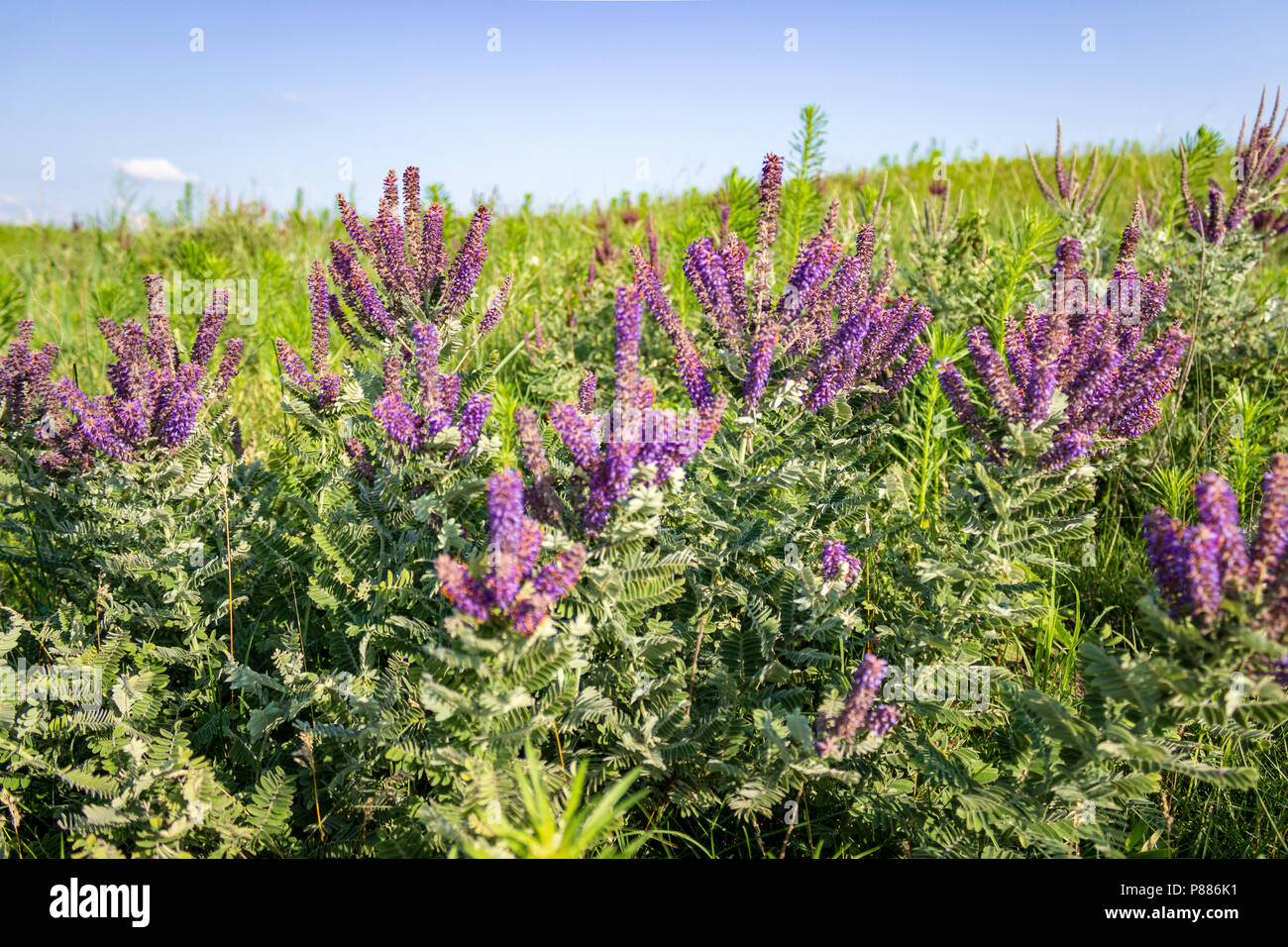 Spiky purple racemes of a leadplant brighten a sunny pasture scene in ...