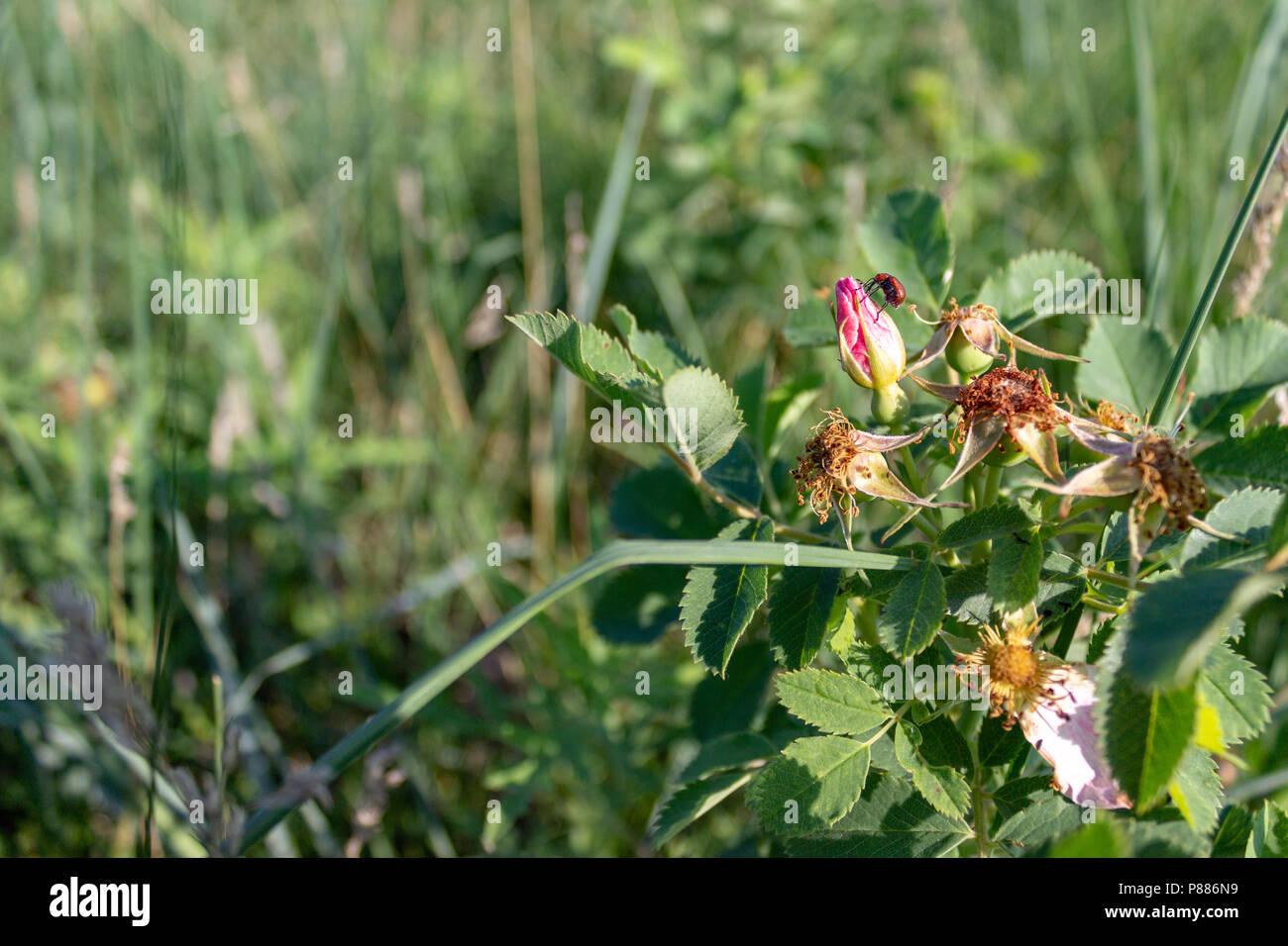 A common rose weevil perches on the blossom of a wild prairie rose on a ...