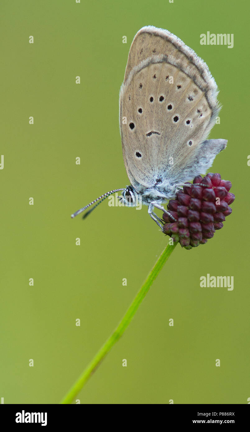 Pimpernelblauwtje op de grote pimpernel / Scarce large blue on the ...