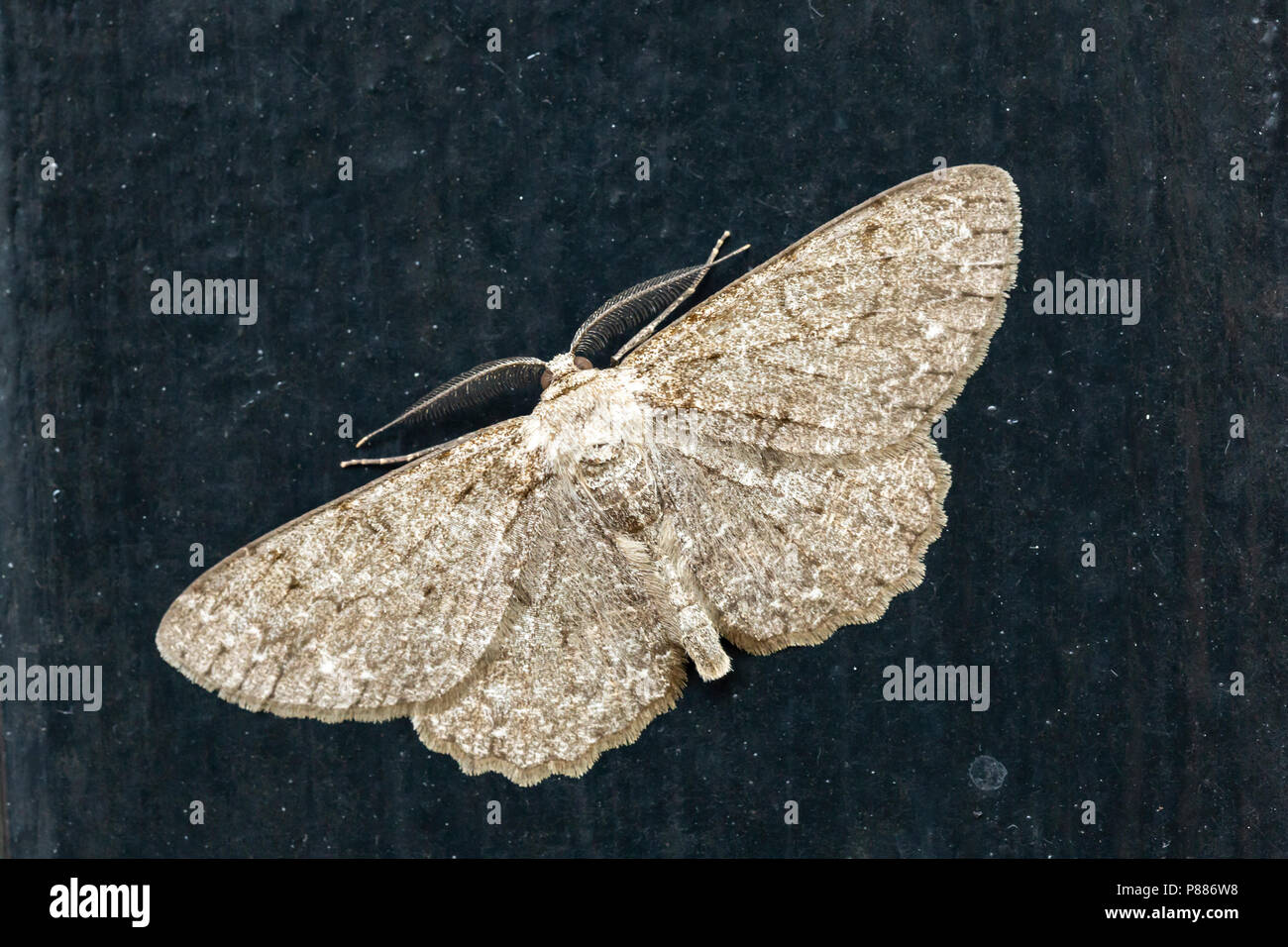 Pale oak beauty moth hi-res stock photography and images - Alamy