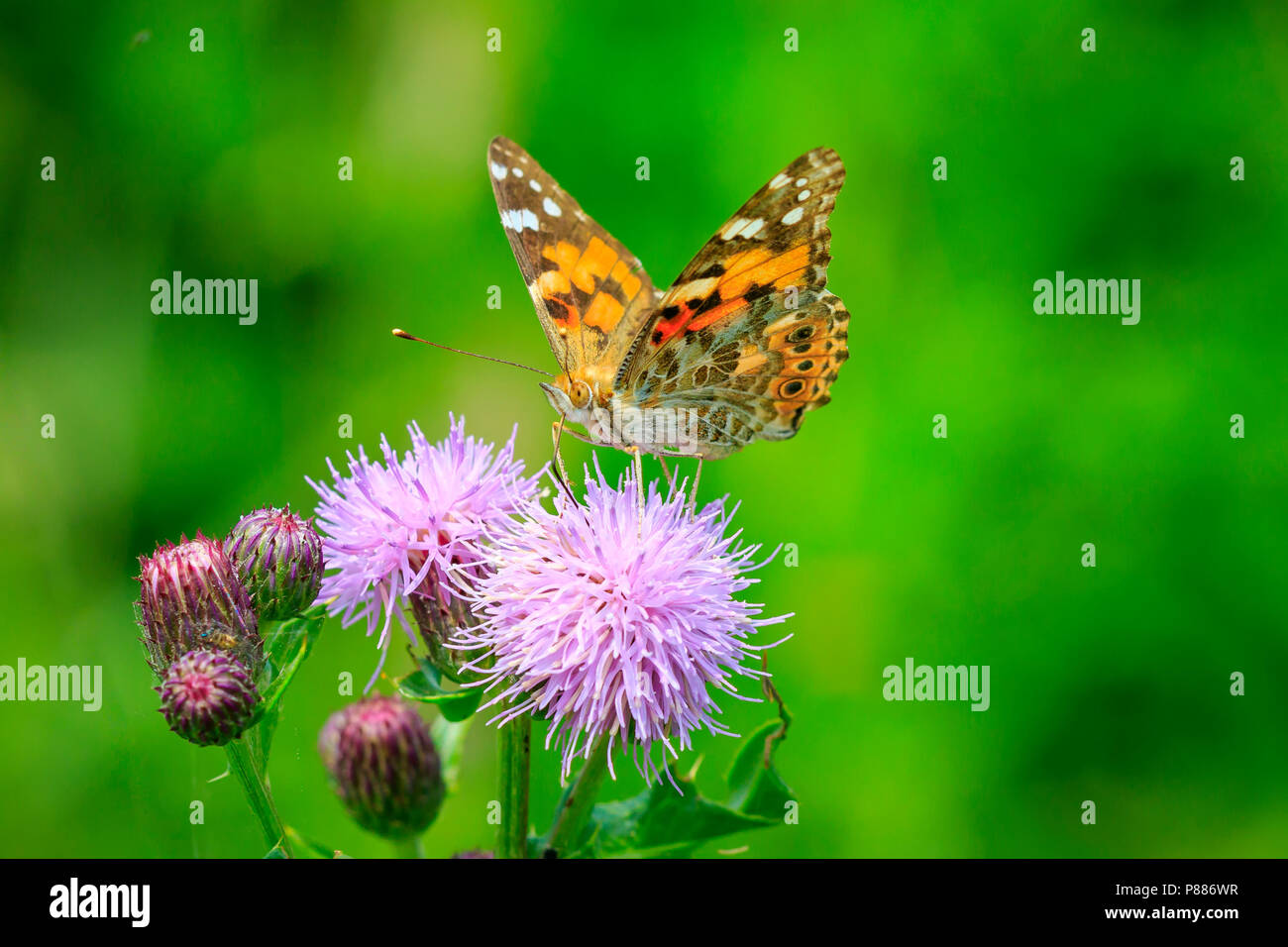 Painted Lady butterfly (vanessa cardu) feeding nectar from a purple ...