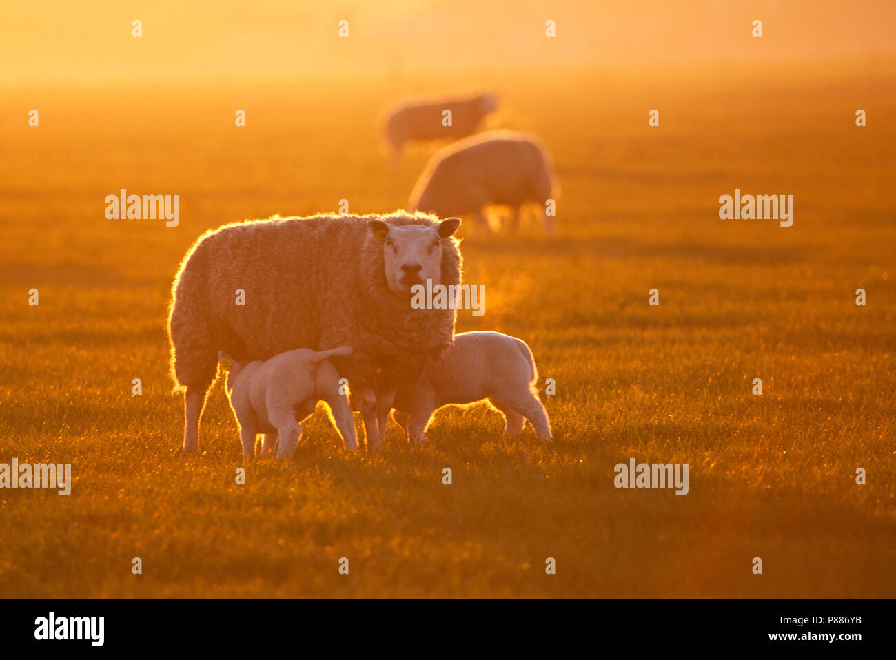 Avondzon hi-res stock photography and images - Alamy