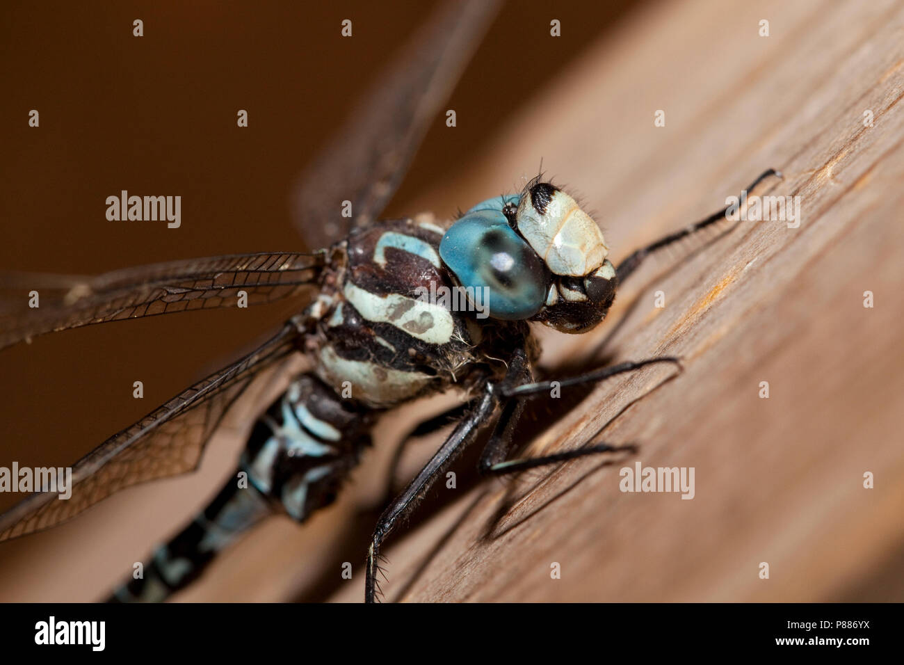 Imago Schaduwlibel; Adult Eastern Spectre Stock Photo - Alamy