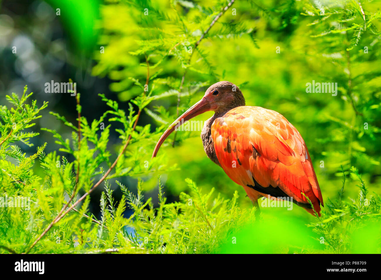 Birds of suriname hi-res stock photography and images - Alamy