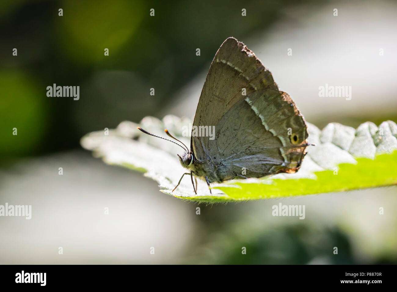 Side view of a speckled Purple hairstreak Neozephyrus quercus butterfly ...