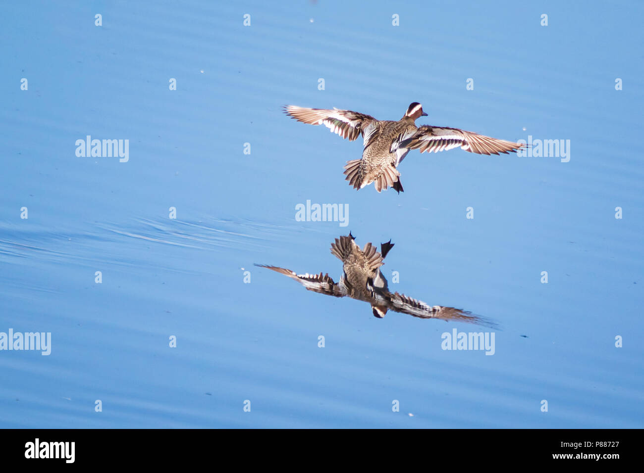 Garganey breeding plumage hi-res stock photography and images - Alamy