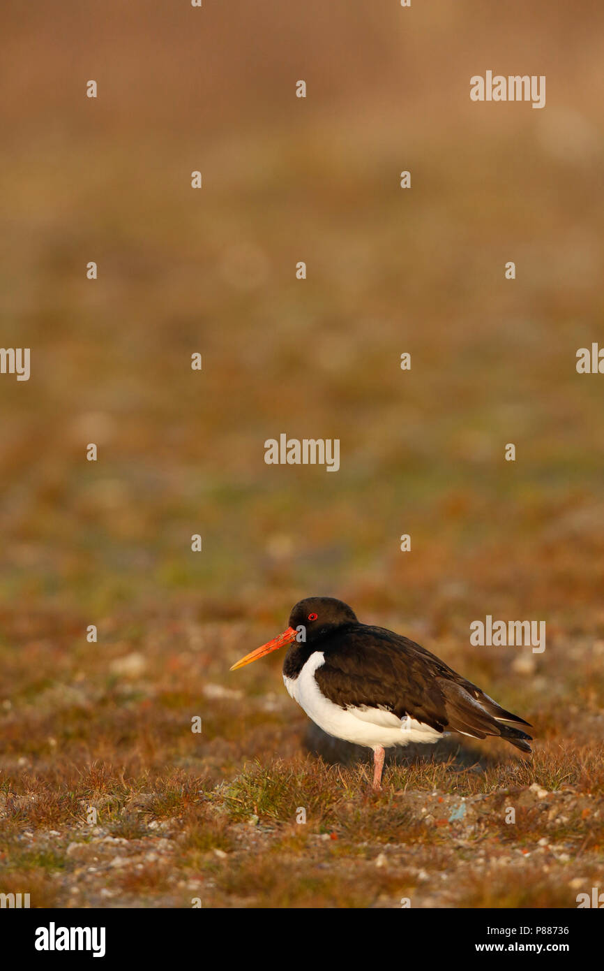 Ochtendzon hi-res stock photography and images - Alamy