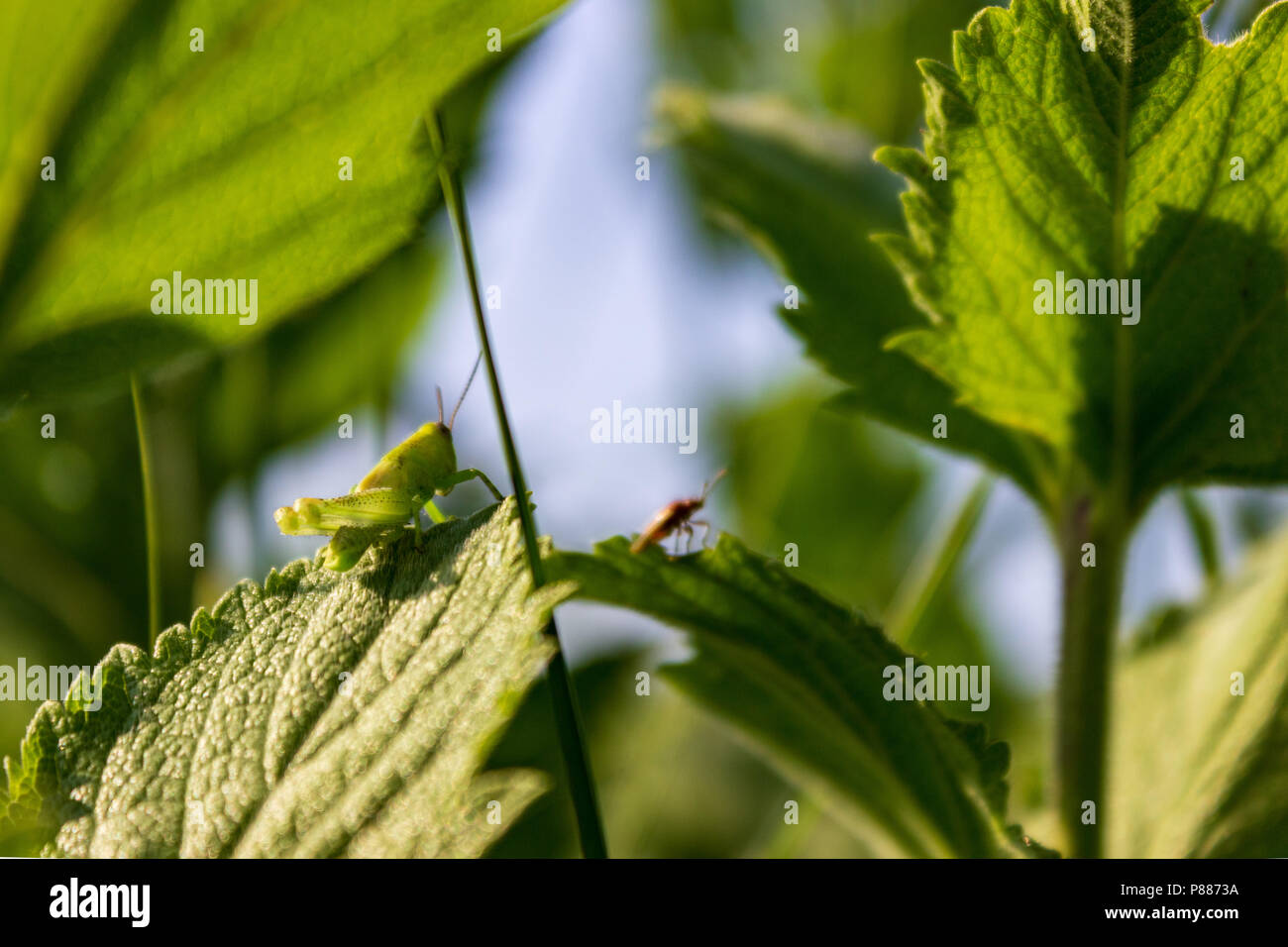 Slant faced grasshopper gomphocerinae on a green leaf hi-res stock ...
