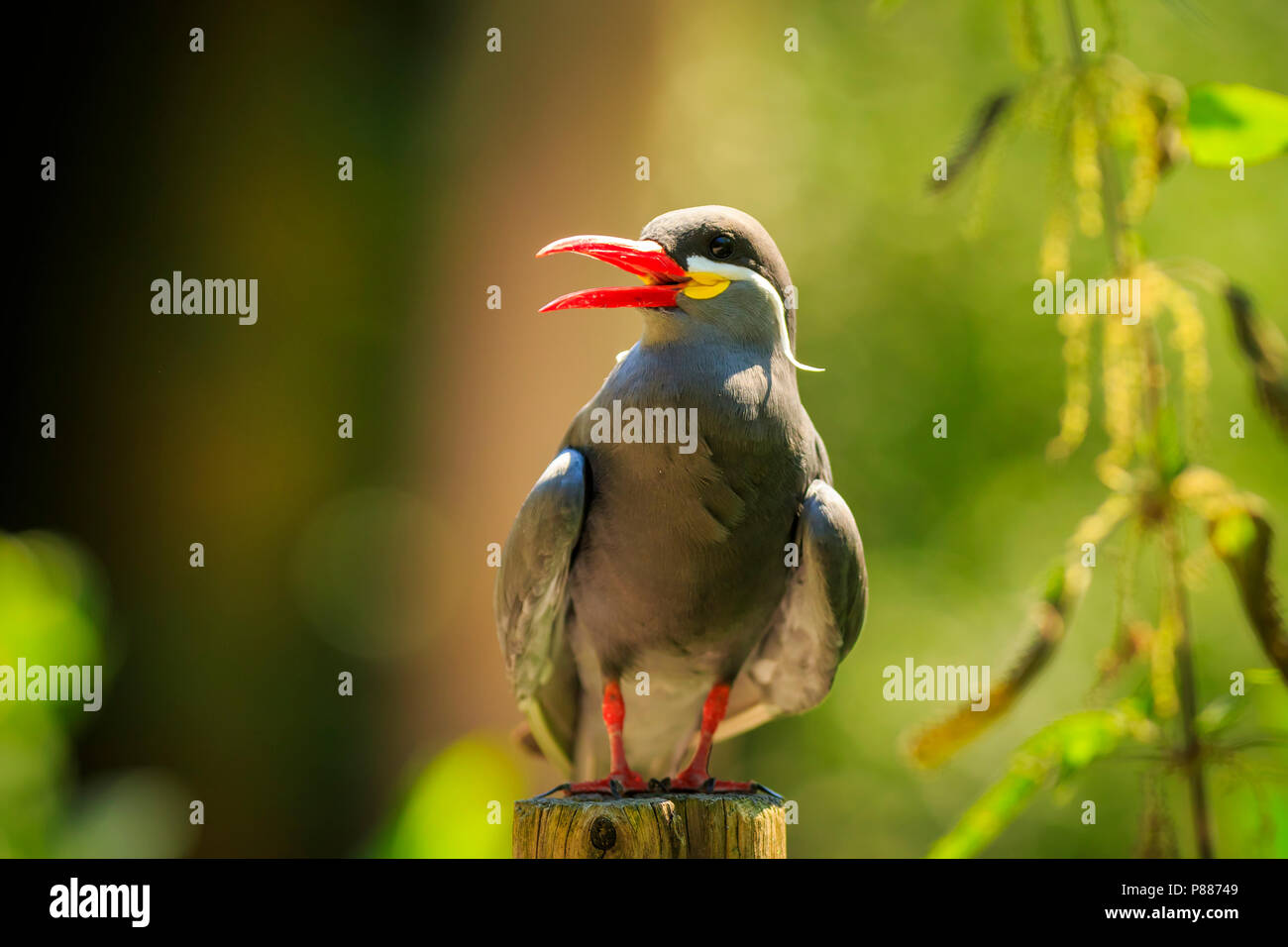 The Inca tern Larosterna inca bird has dark grey body, white moustache ...