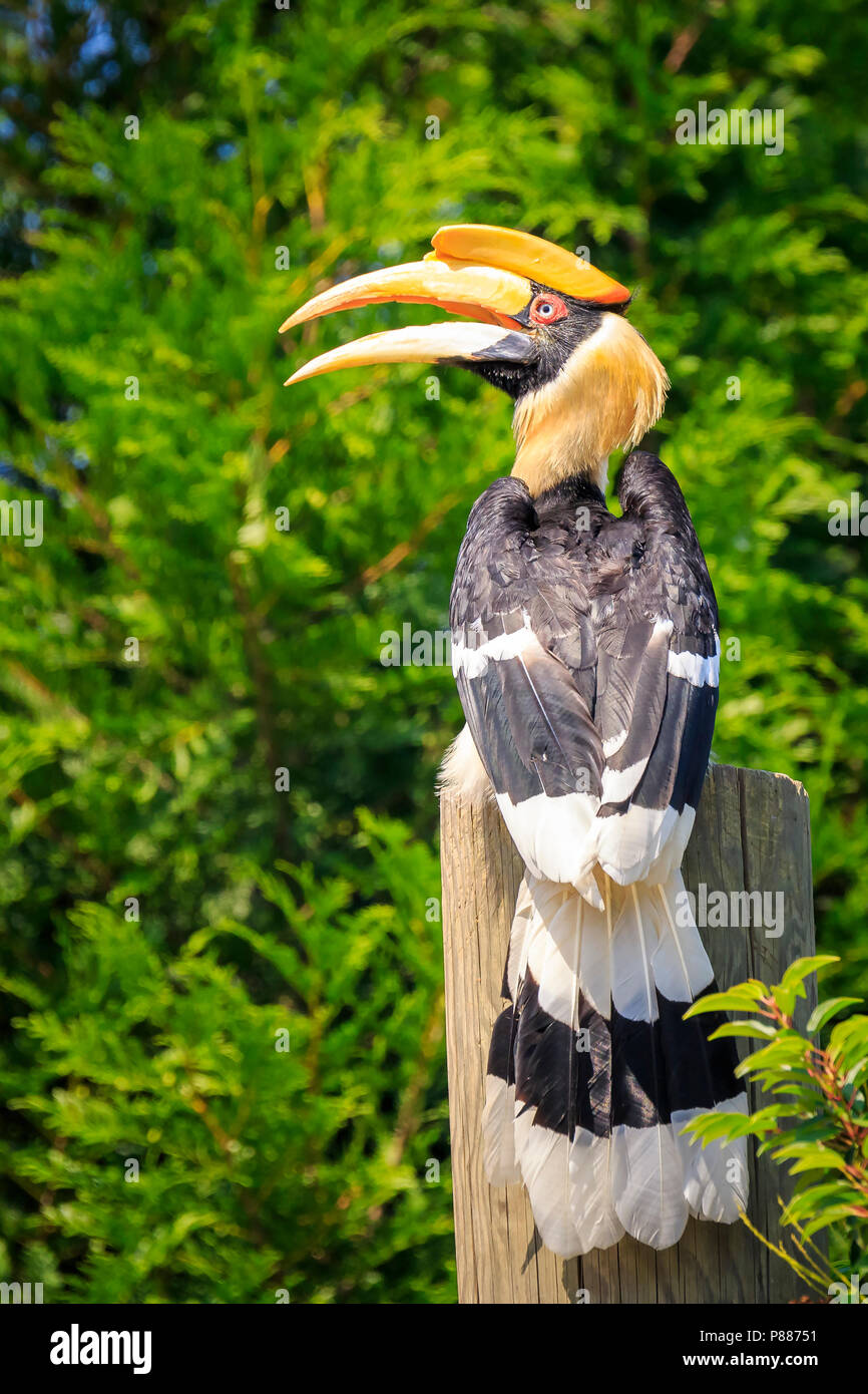 Closeup portrait of a Great hornbil, great Indian hornbill or great ...