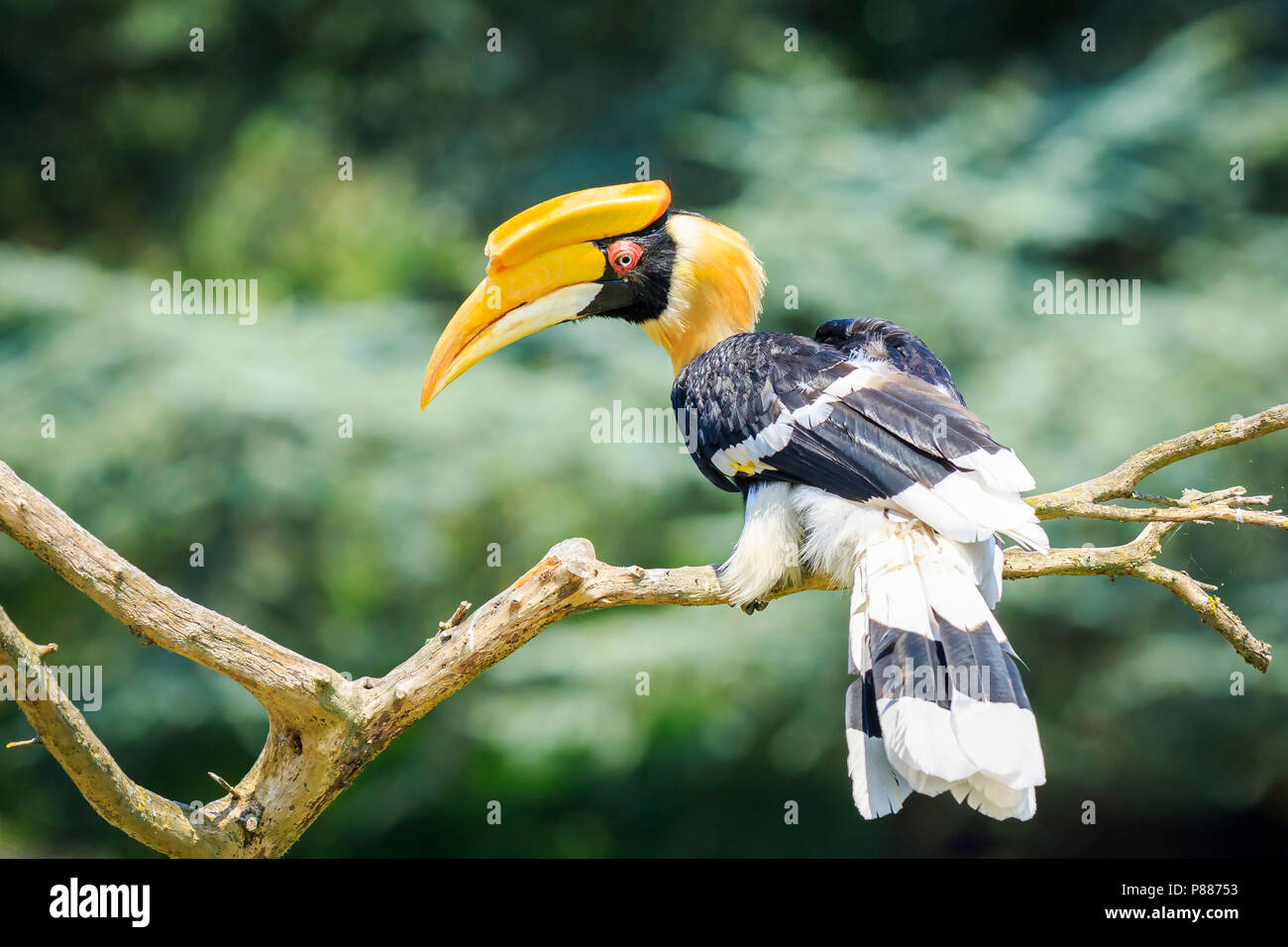 Great pied hornbill hi-res stock photography and images - Alamy