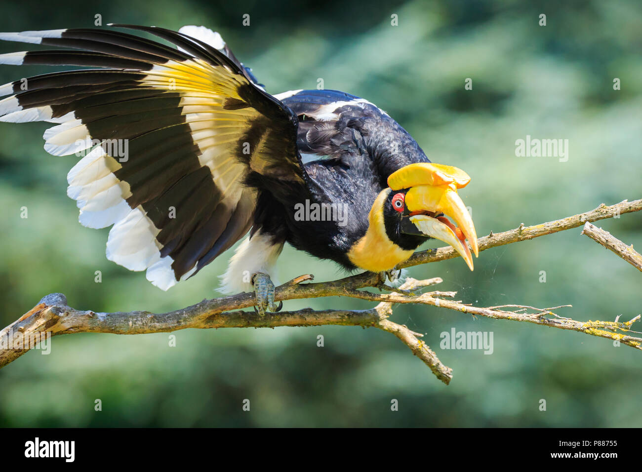 Closeup portrait of a Great hornbil, great Indian hornbill or great ...