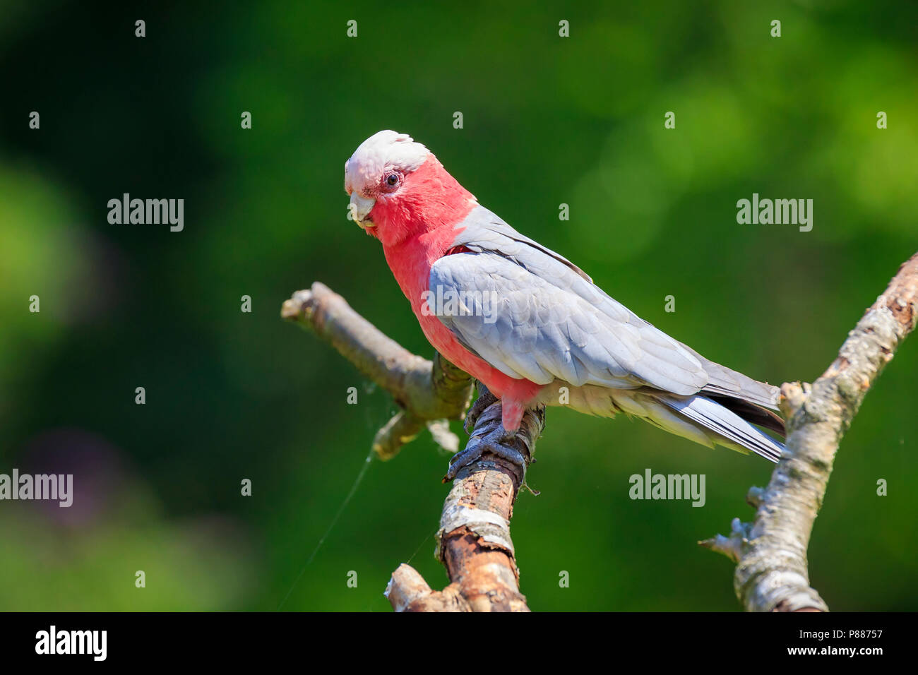 Roseate cockatoo hi-res stock photography and images - Alamy