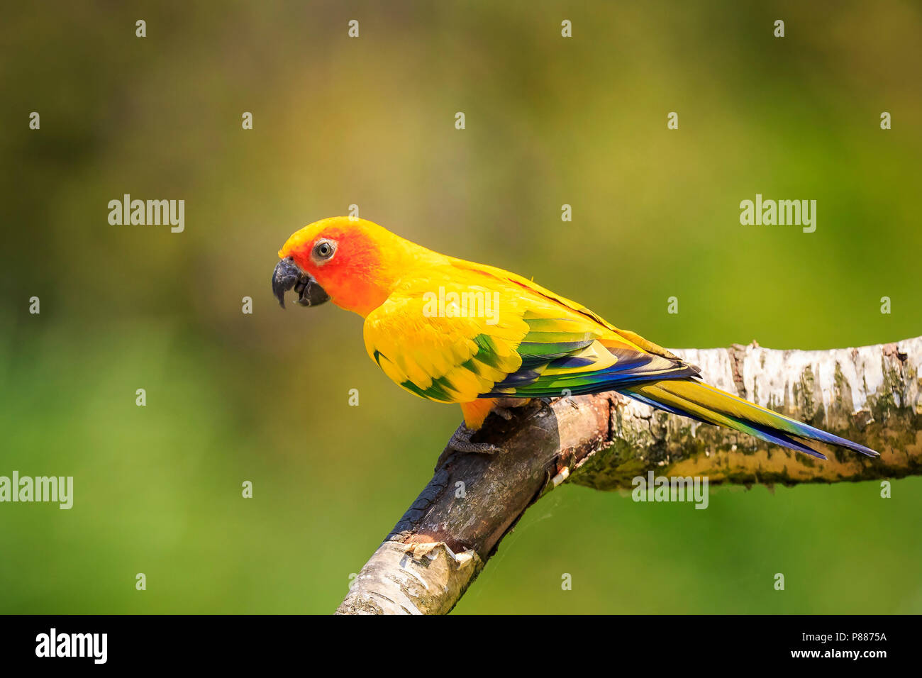 Closeup of sun parakeet or sun conure Aratinga solstitialis, bird. It ...