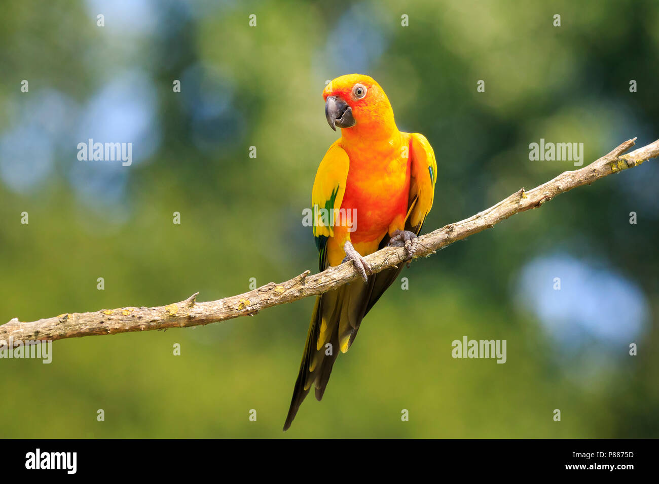 Closeup of sun parakeet or sun conure Aratinga solstitialis, bird. It ...
