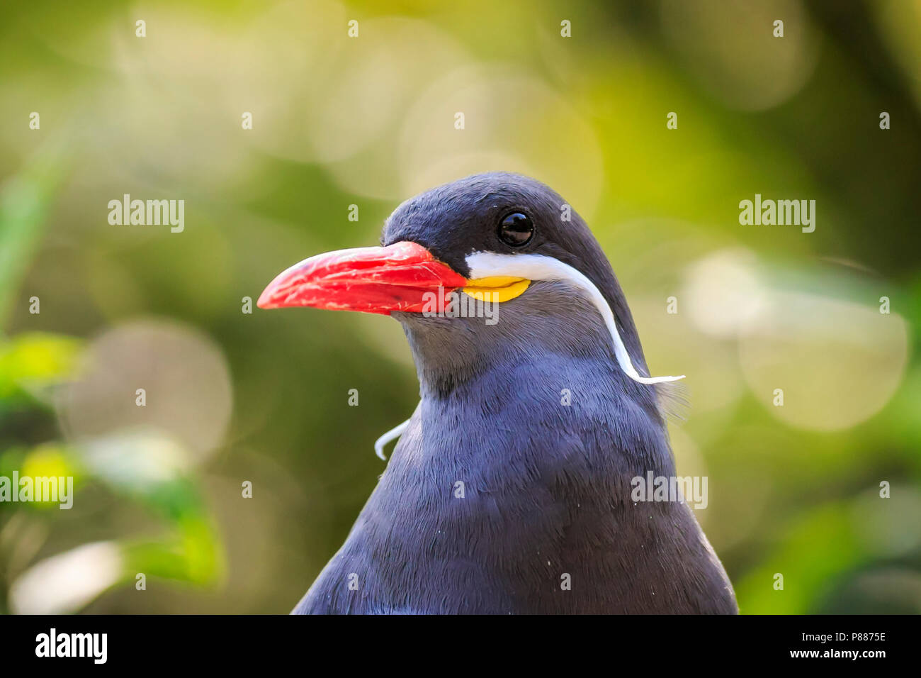 The Inca tern Larosterna inca bird has dark grey body, white moustache ...