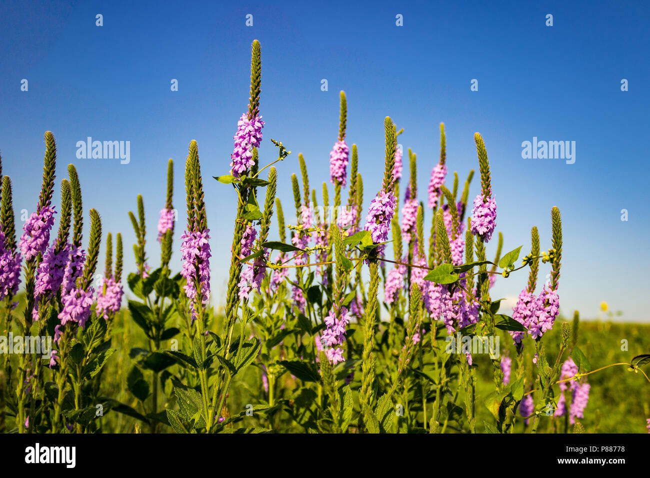 Native grass nebraska hi-res stock photography and images - Alamy