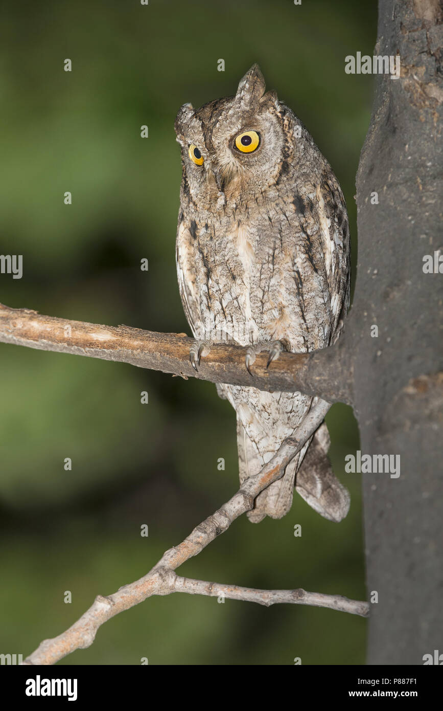Eurasian Scops-Owl, Dwergooruil Stock Photo - Alamy